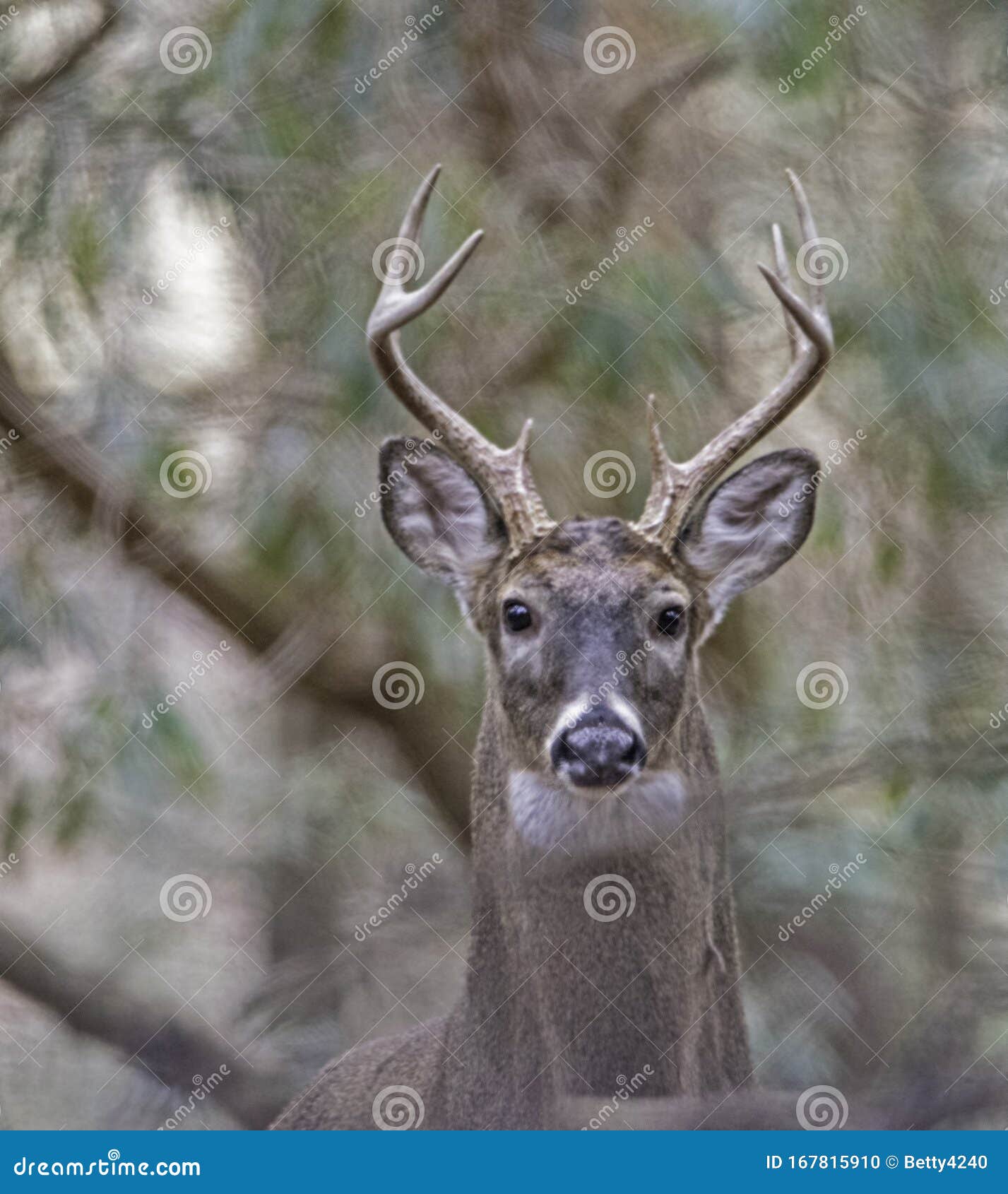 Antlered White Tailed Deer Staring at the Camera. Stock Photo - Image ...