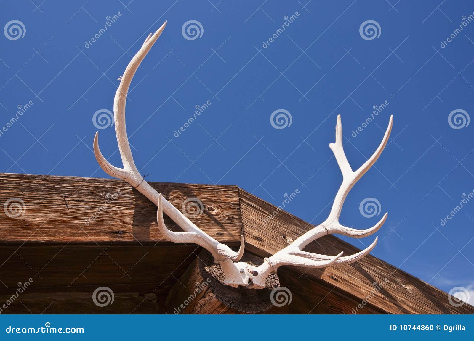 Antlers stock photo. Image of west, america, wood, deer - 10744860