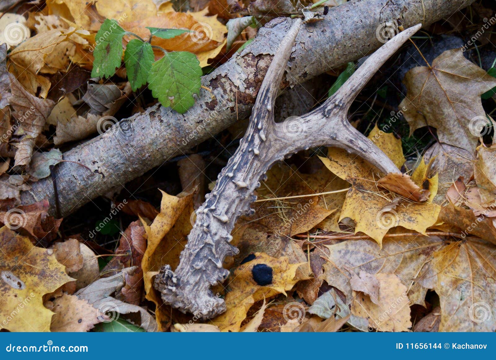 Antlers stock photo. Image of leaves, horn, snag, deer - 11656144