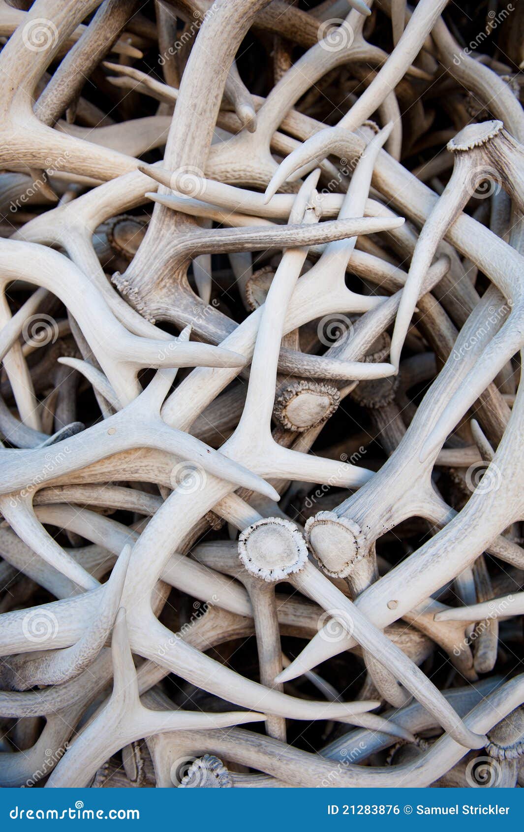 Antlers stock photo. Image of prize, herbivore, skull - 21283876