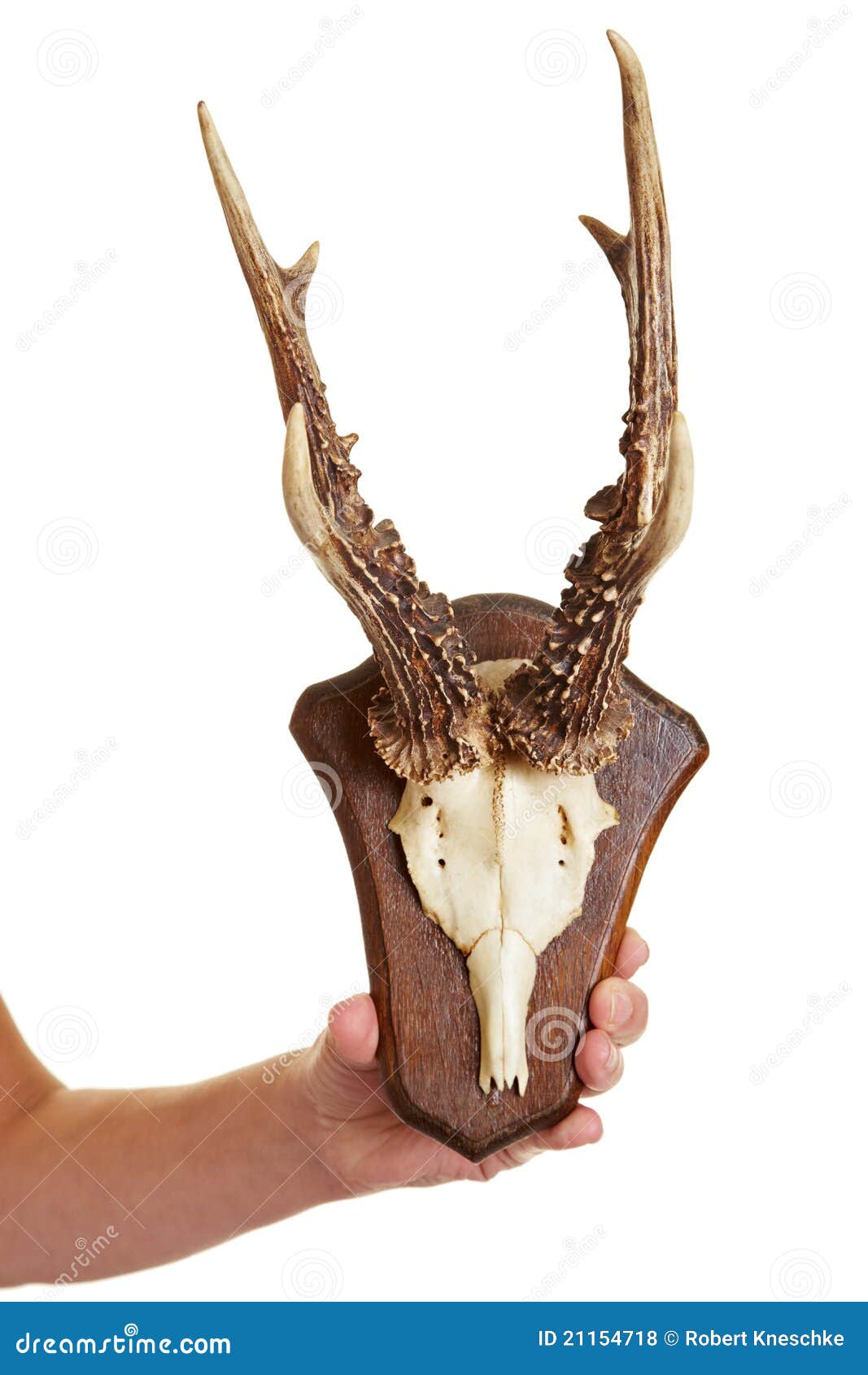 Antlers of a deer stock photo. Image of death, antlers - 21154718