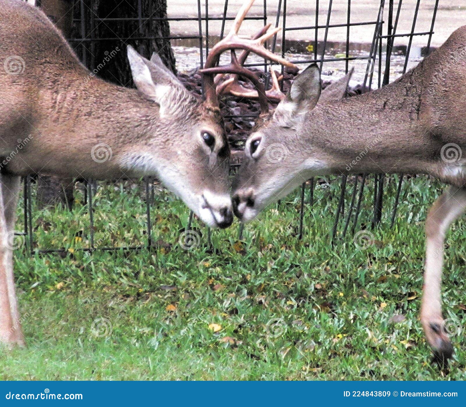 Antlers Locked, Fight on Deer Stock Image - Image of deer, antlers ...