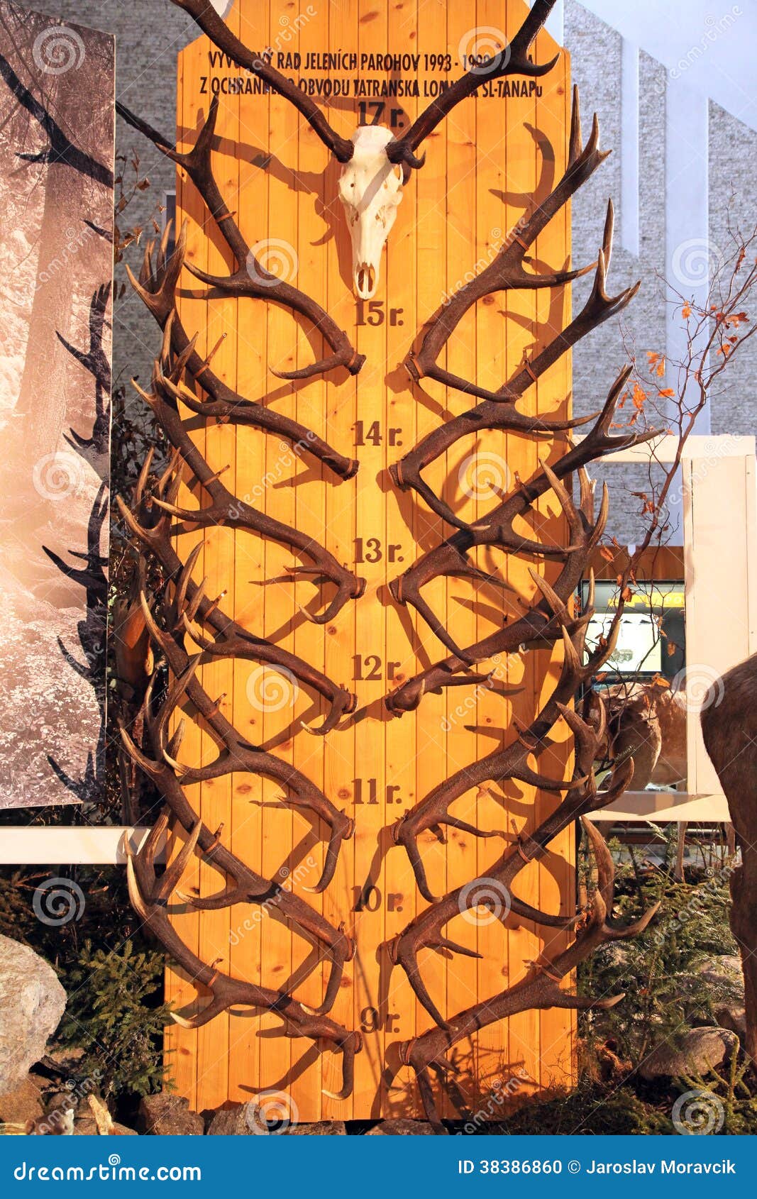 Antlers in the museum editorial image. Image of lomnica - 38386860