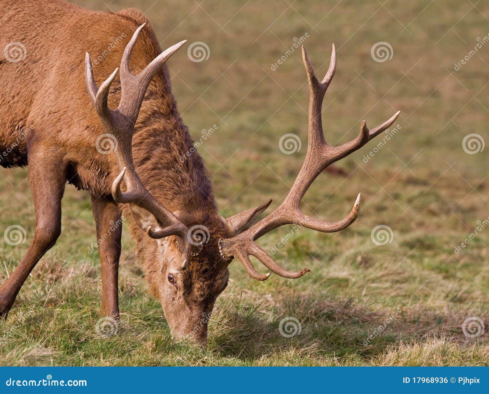 Antlers on a Red Deer Stag stock photo. Image of moorland - 17968936
