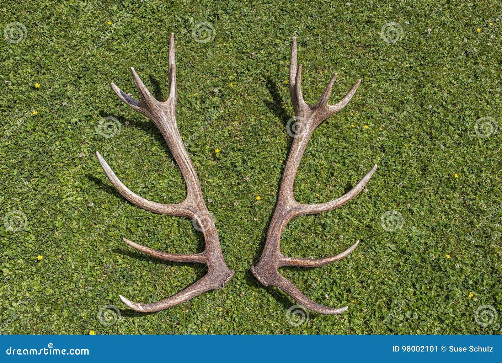 Antlers of a Red Deer Stag stock image. Image of trophy - 98002101