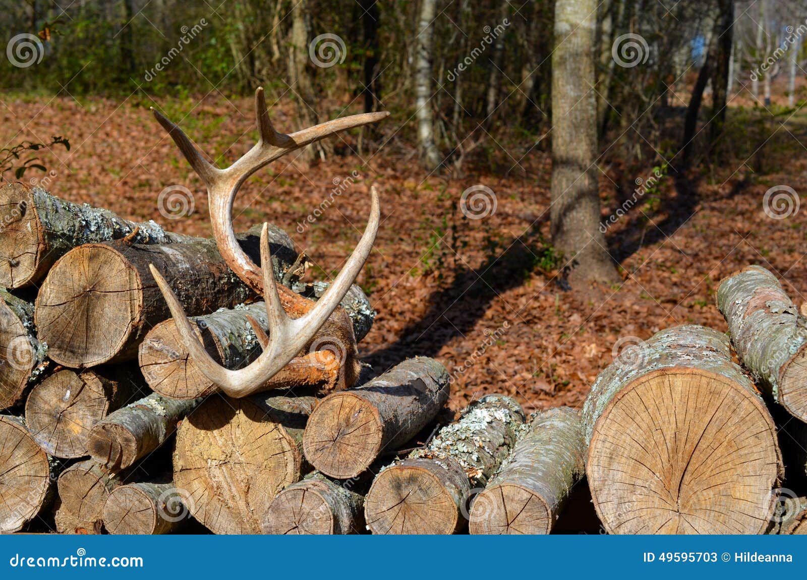 Antlers Resting on a Stack of Firewood Stock Image - Image of firewood ...