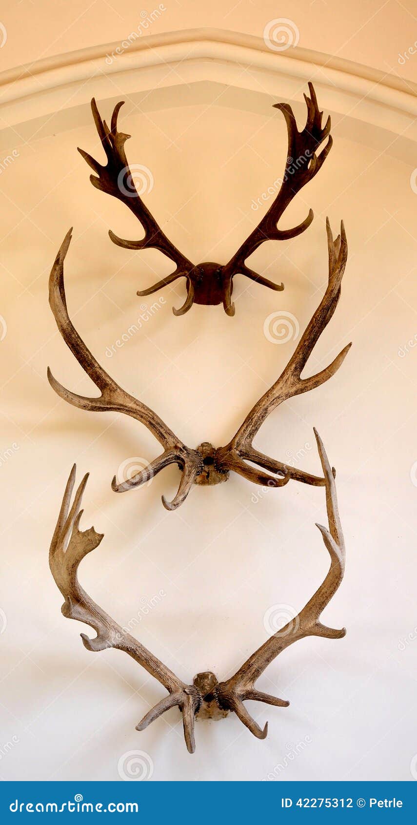 Antlers on the wall stock photo. Image of animal, brown - 42275312