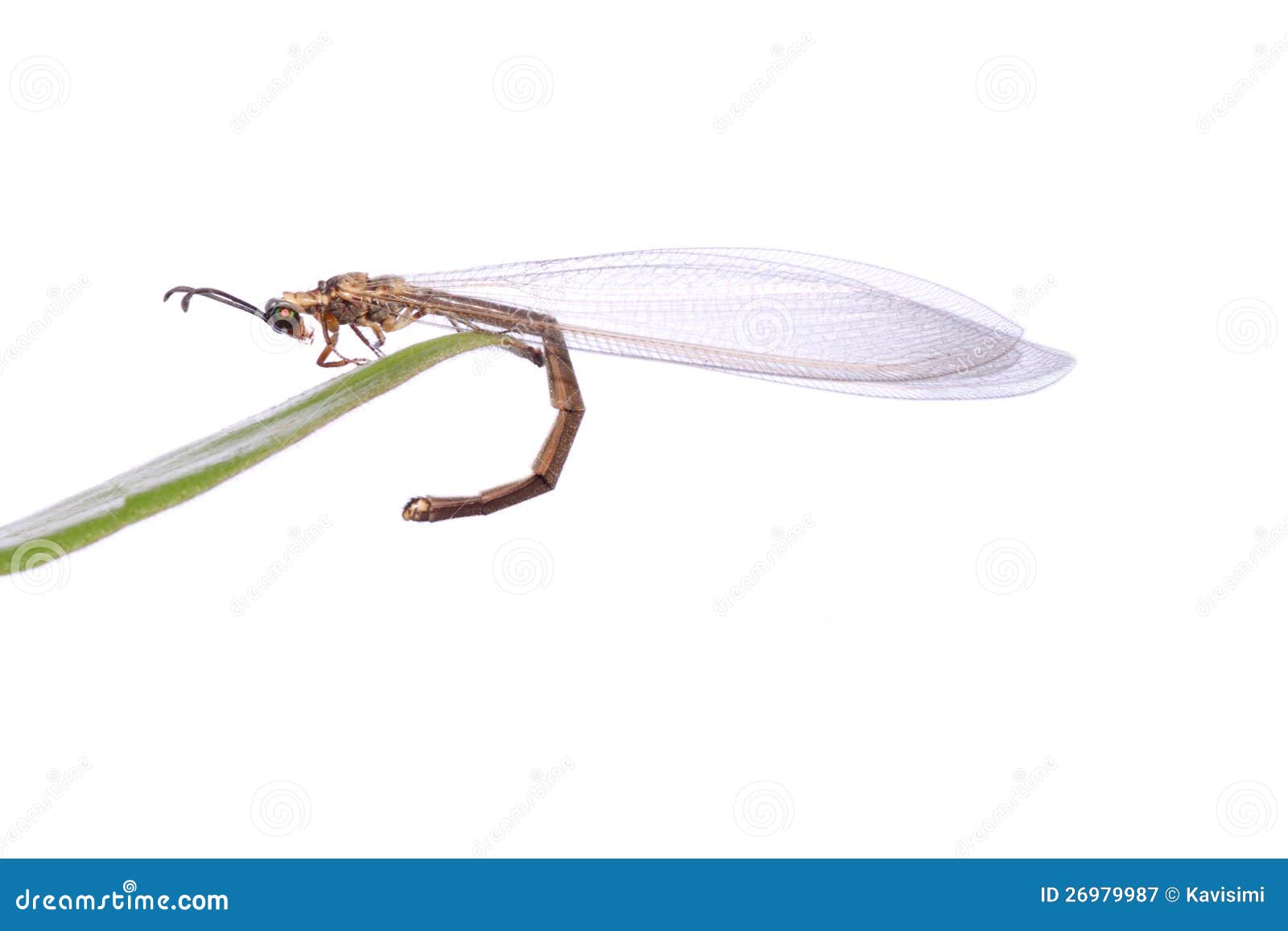 Antlion Insect stock image. Image of body, closeup, fragility - 26979987