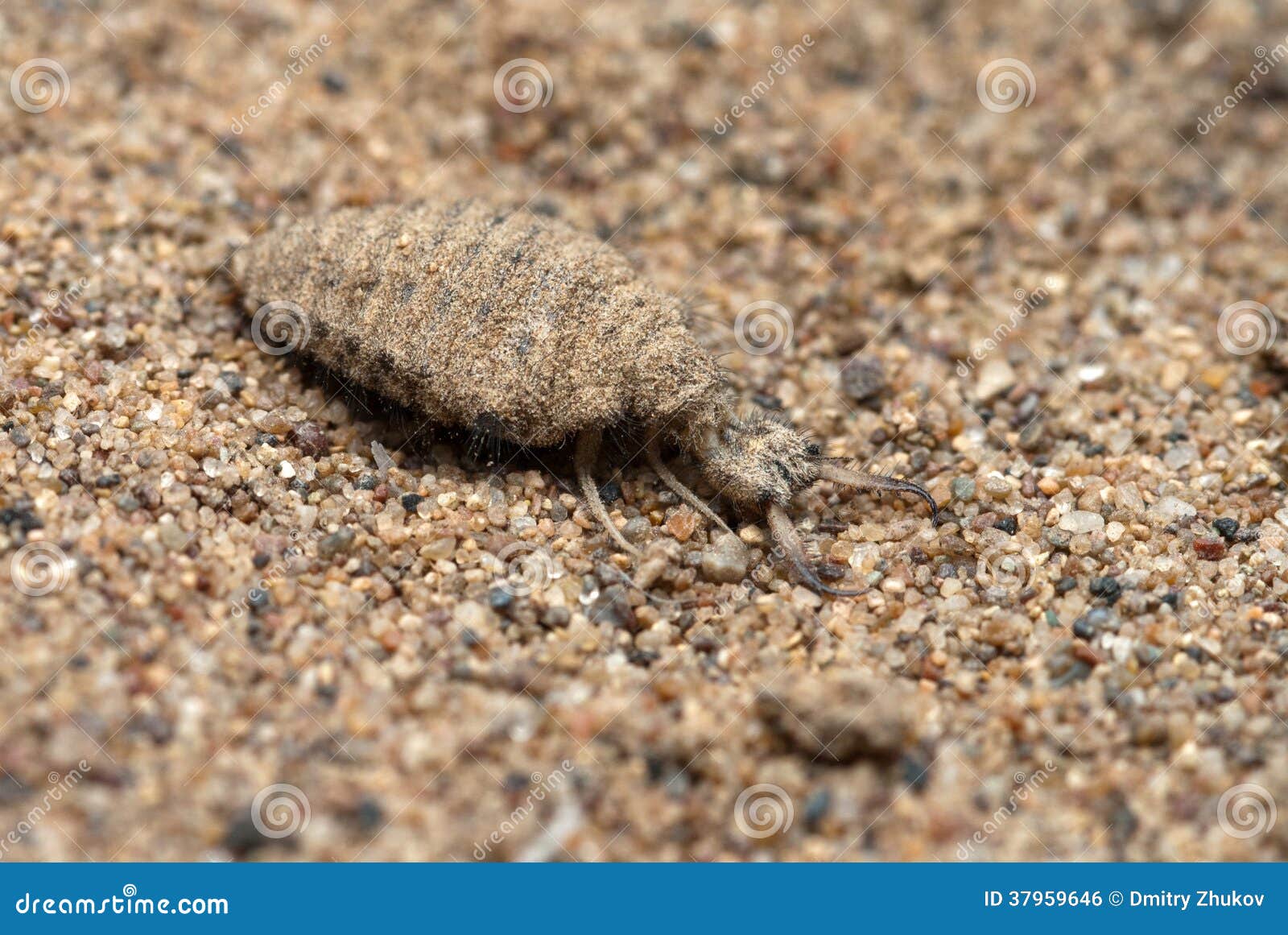 The antlion larva stock photo. Image of animal, nature - 37959646