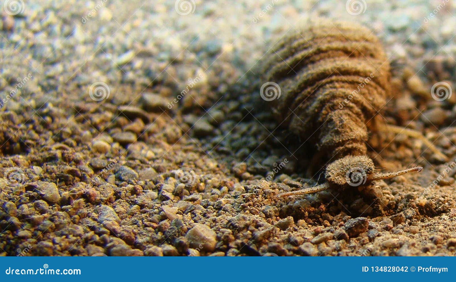 Antlion | larva stock photo. Image of antlion, larva - 134828042