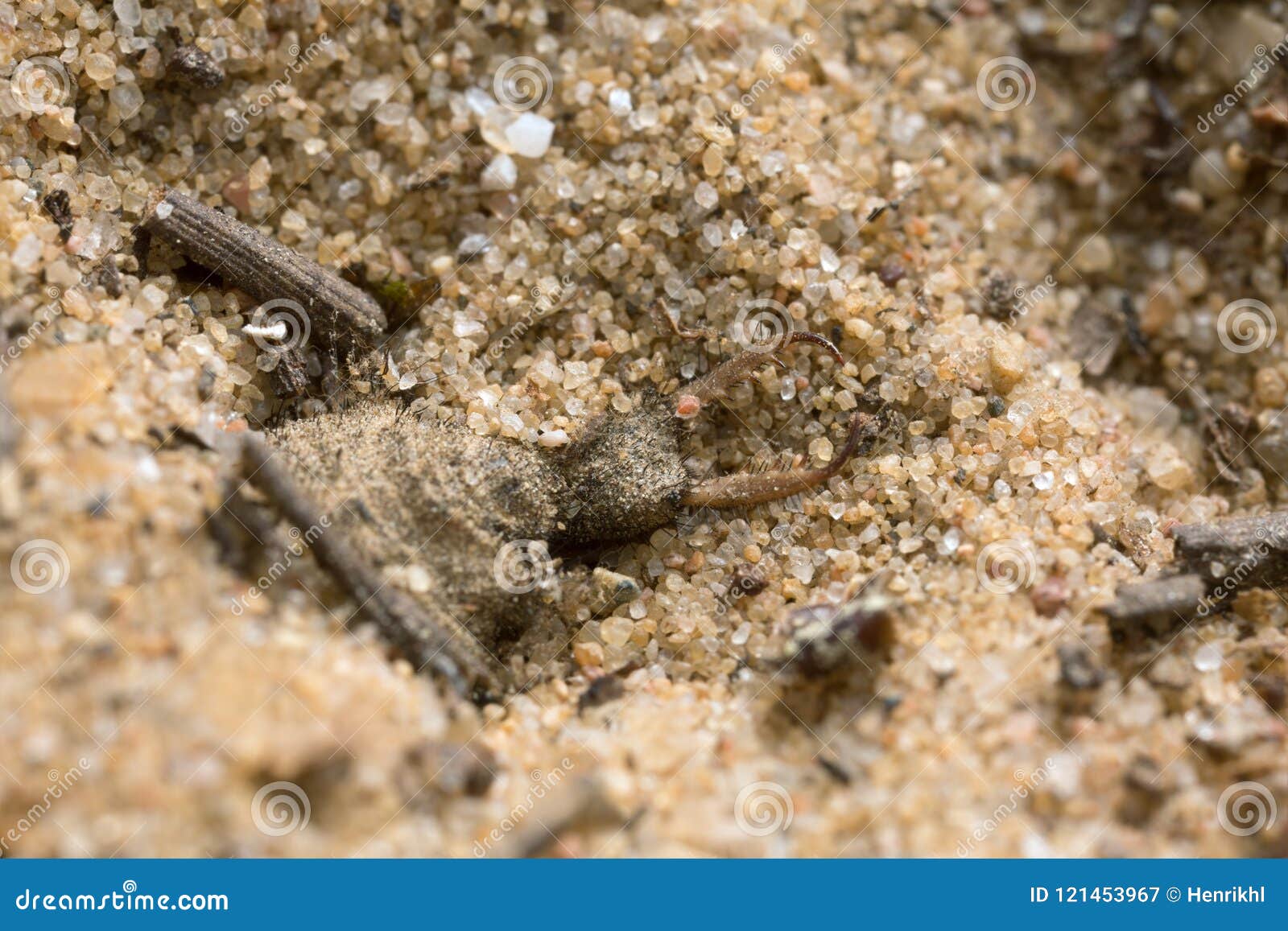 Antlion Larva Hidden in Pit in Sand Stock Image - Image of macro ...