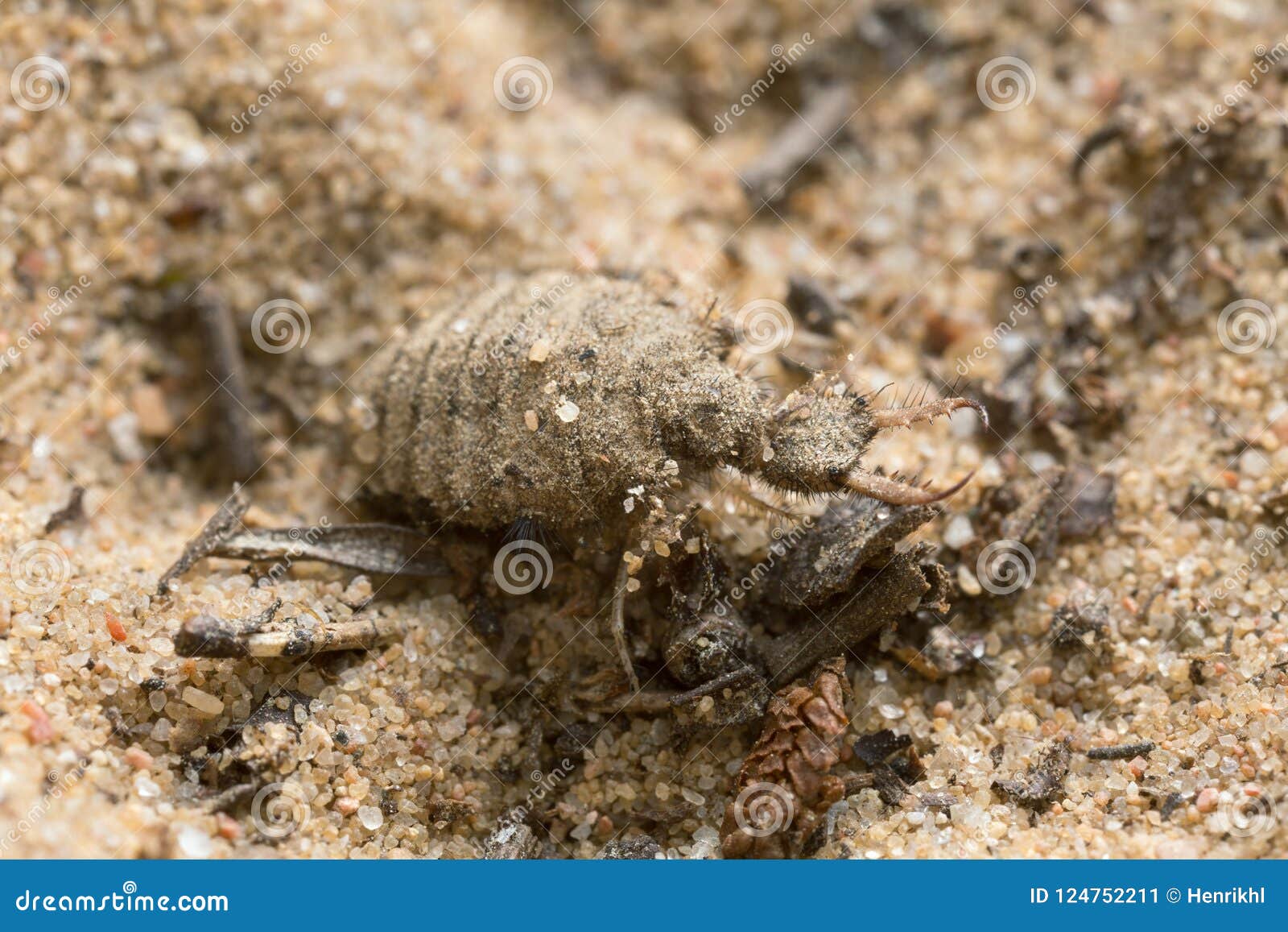 Antlion, Larva And Adult Stages. Exotic Vet, Biologist Holding An Ant ...