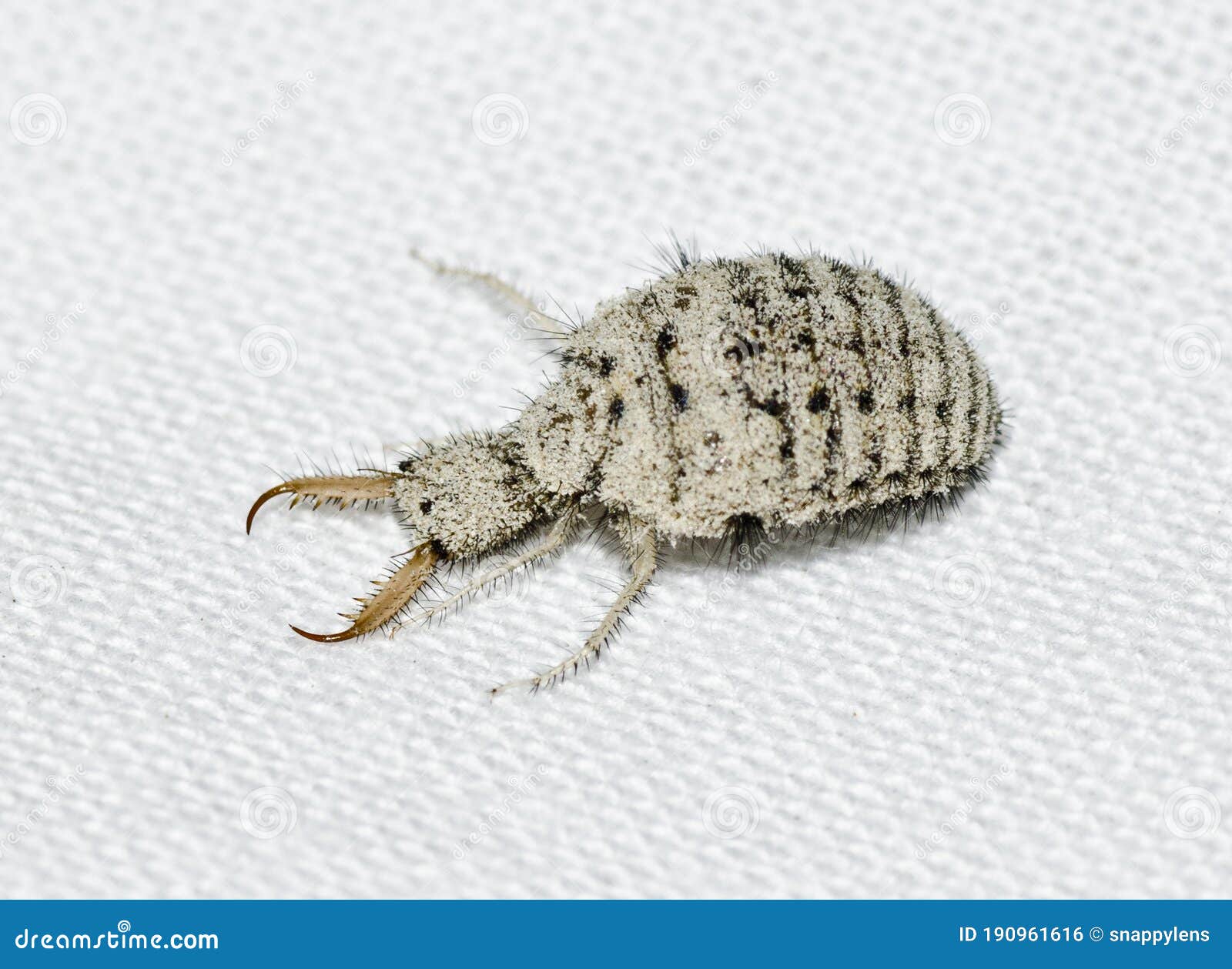 Antlion, Larva And Adult Stages. Exotic Vet, Biologist Holding An Ant ...