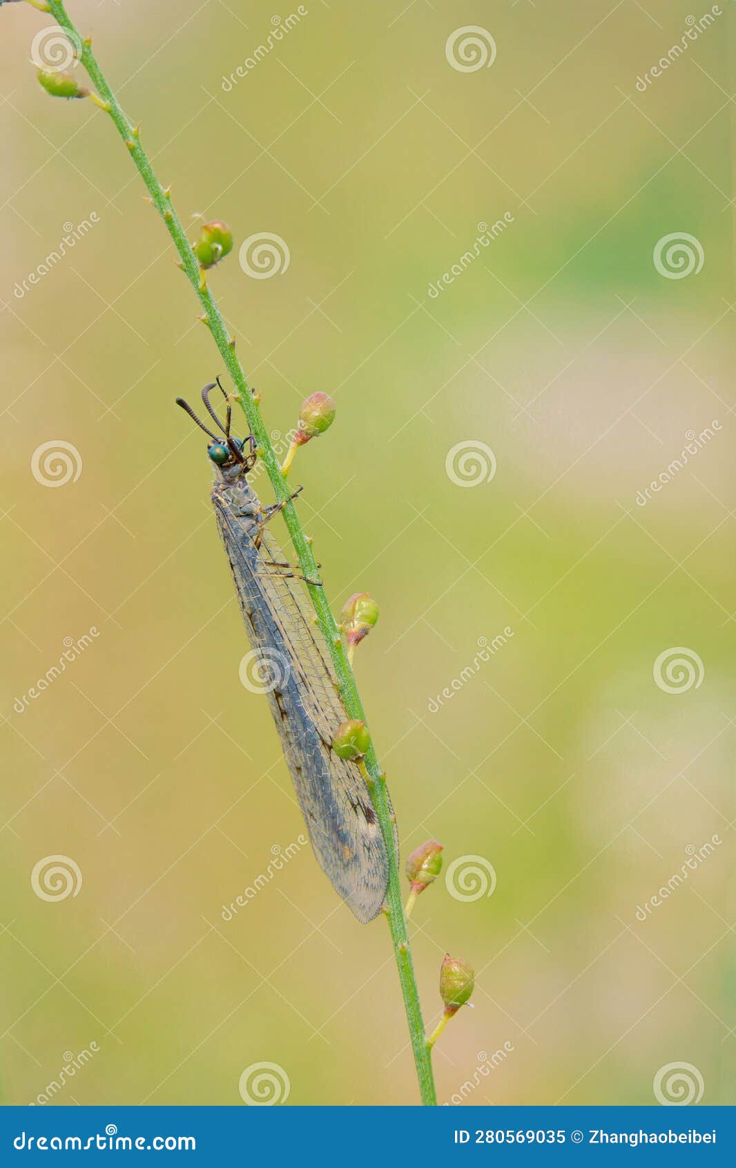 Antlionfly stock image. Image of antlionfly, wild, wildlife - 280569035
