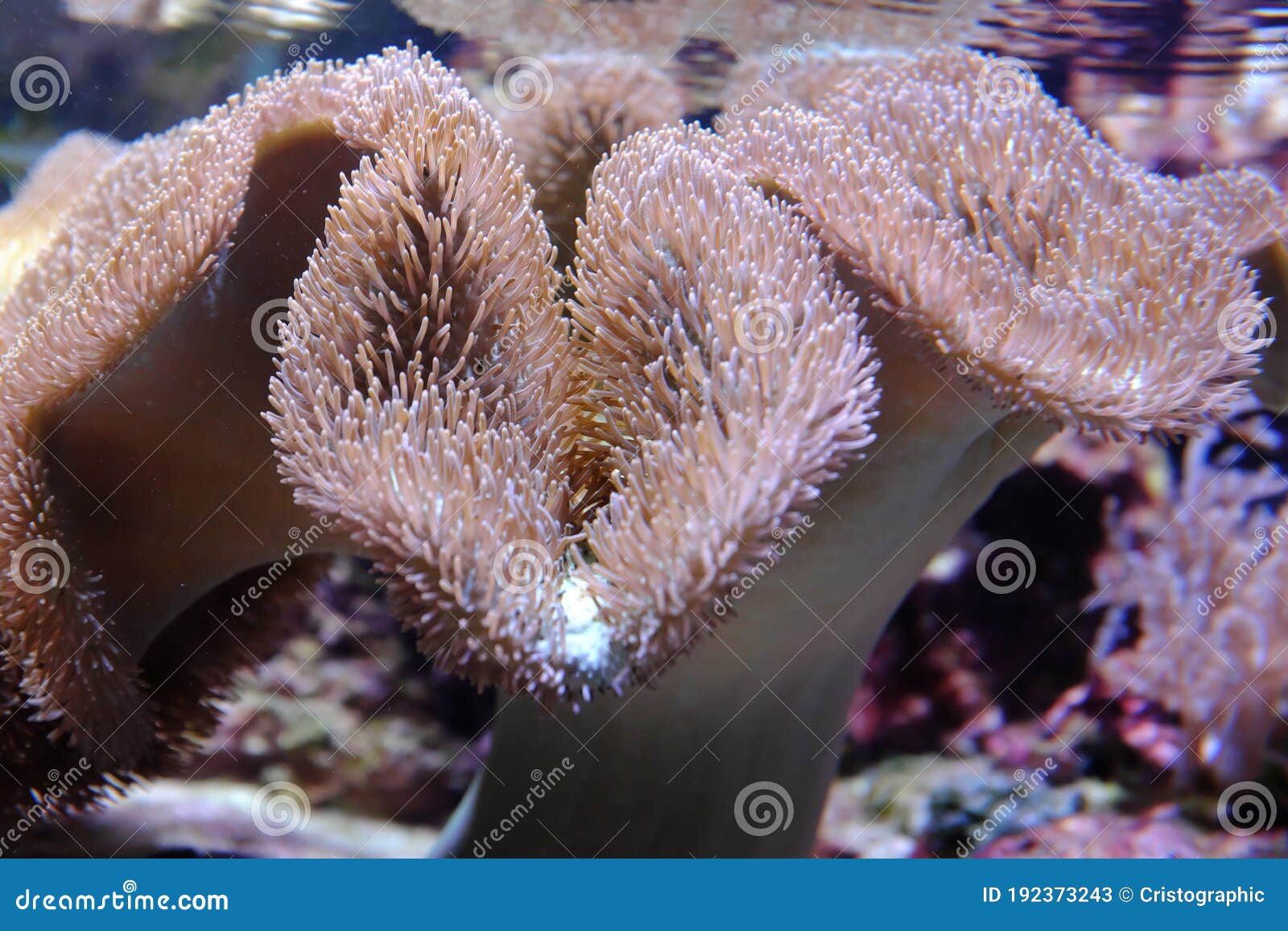 Antozoo imagen de archivo. Imagen de submarino, coral - 192373243
