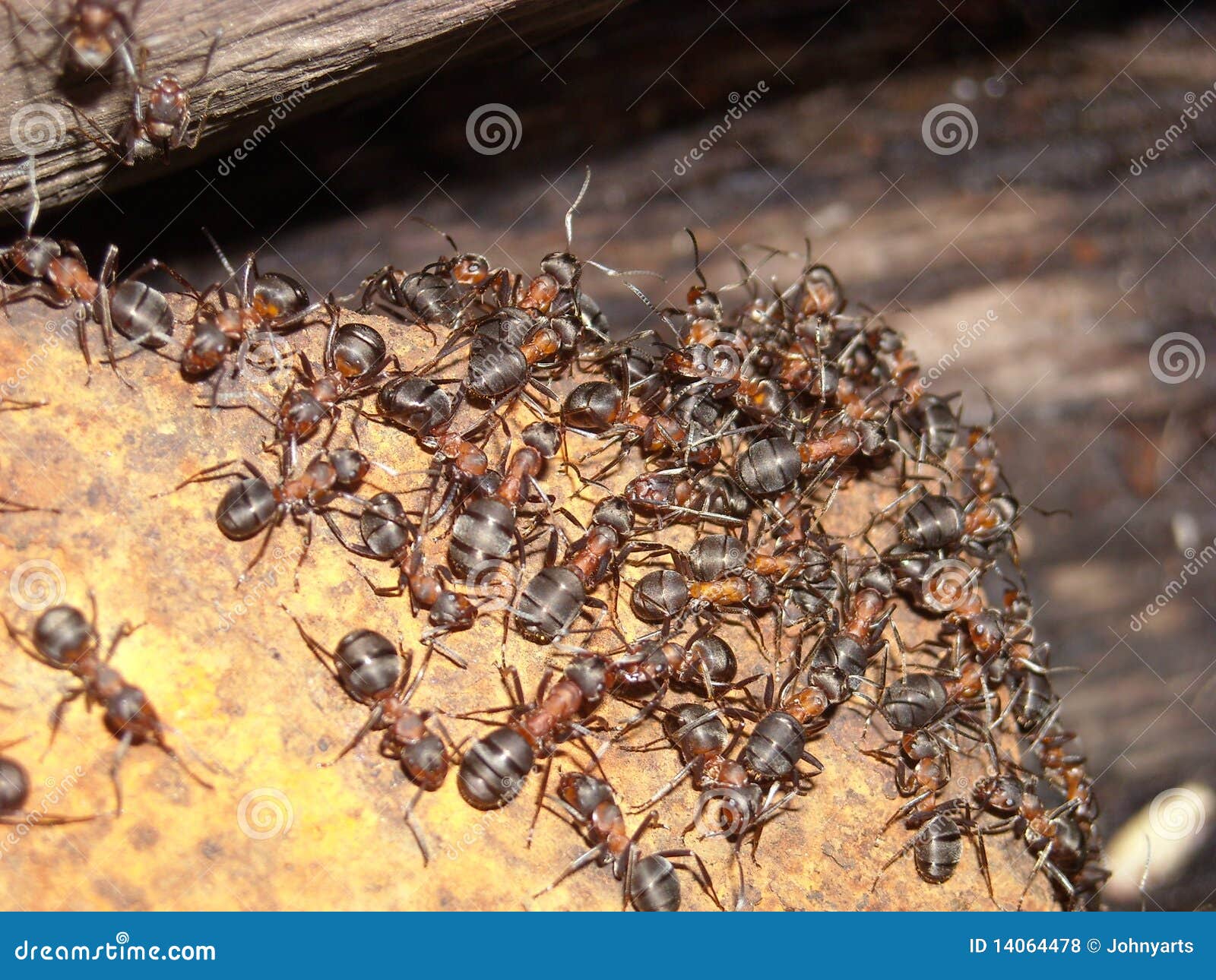 Ants stock photo. Image of fight, business, animals, corporate - 14064478