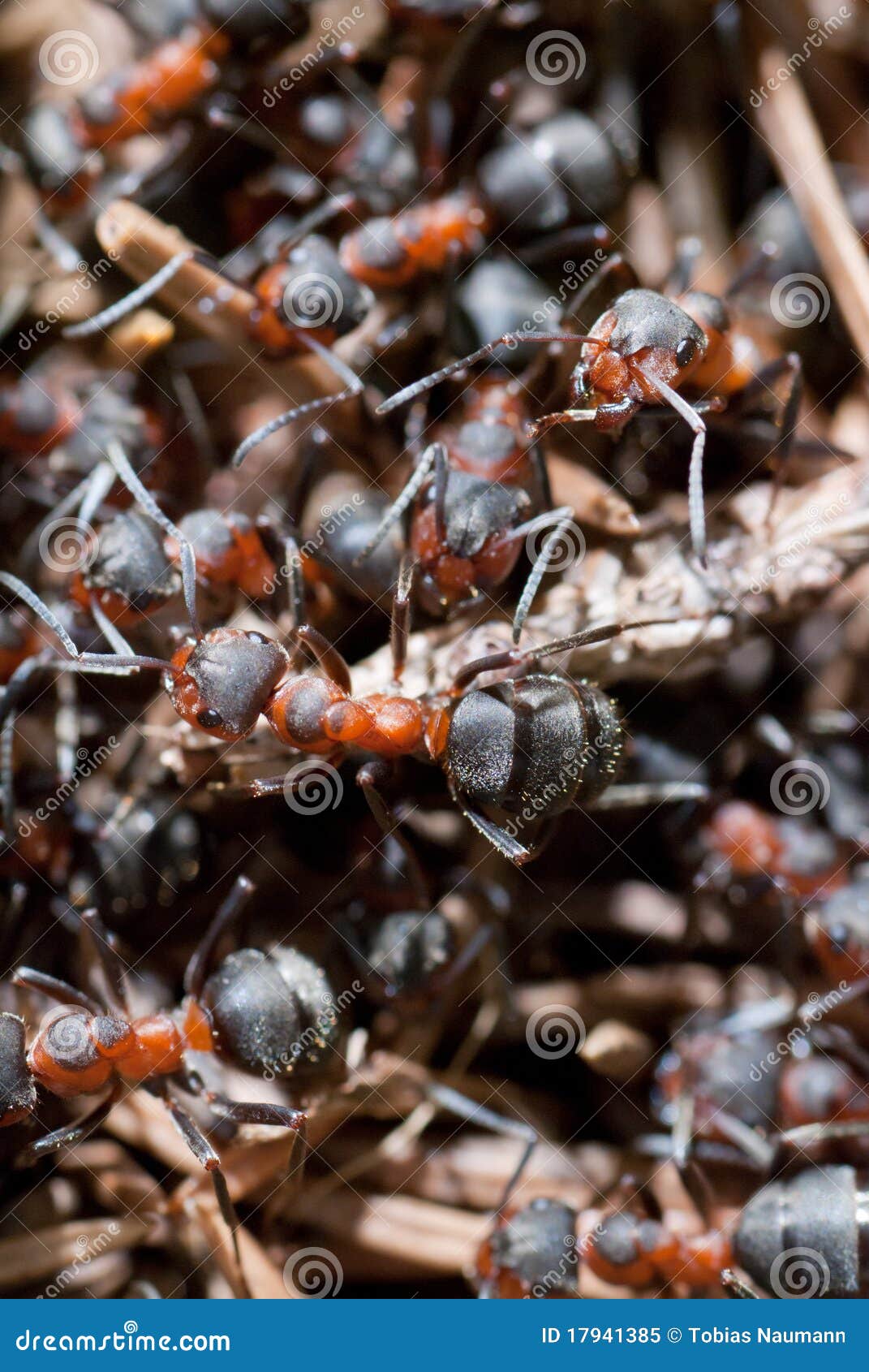 Ants stock image. Image of anthill, emmet, colony, nest - 17941385