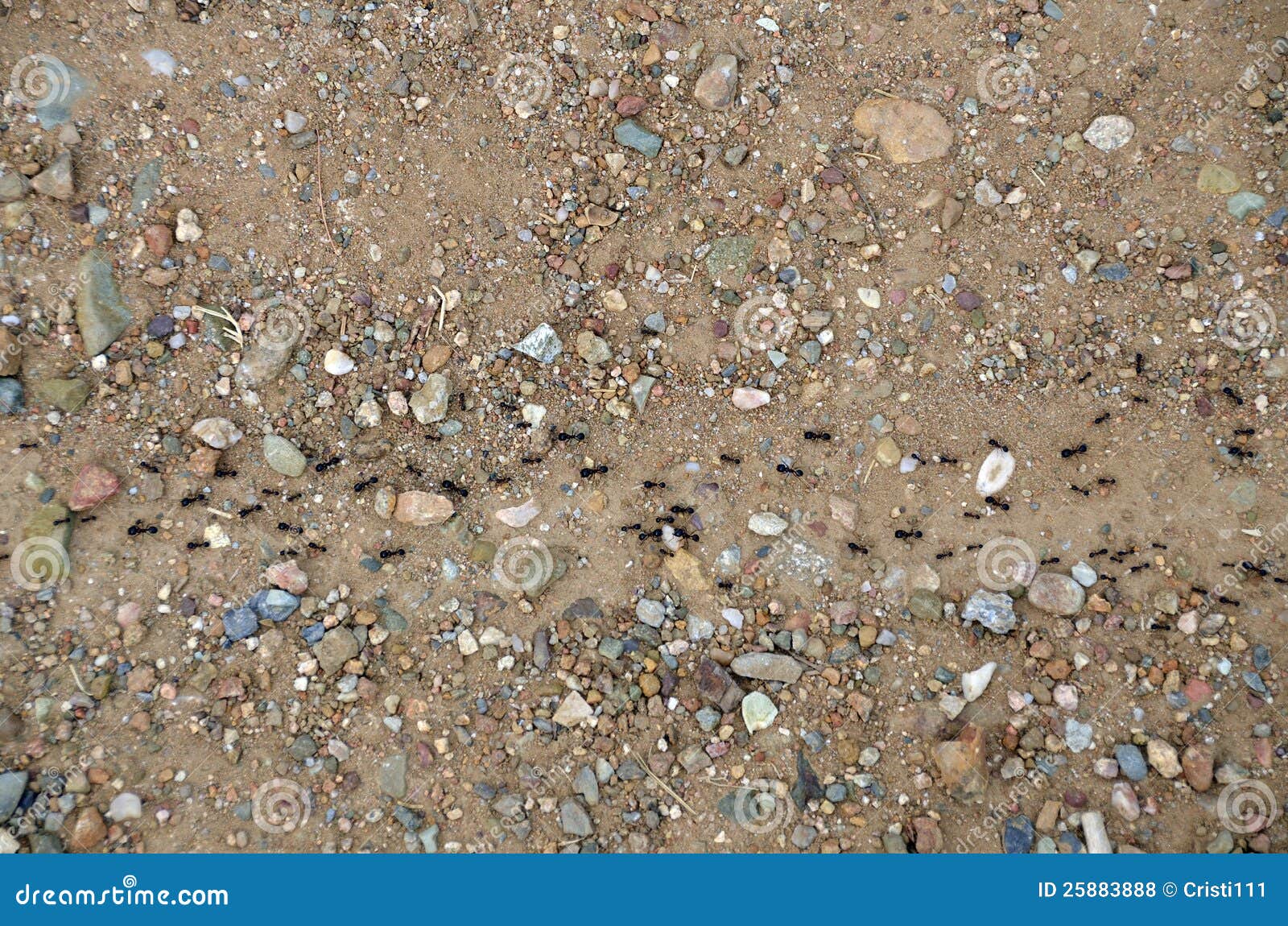 Ant Trace Stock Photos - Free & Royalty-Free Stock Photos from Dreamstime