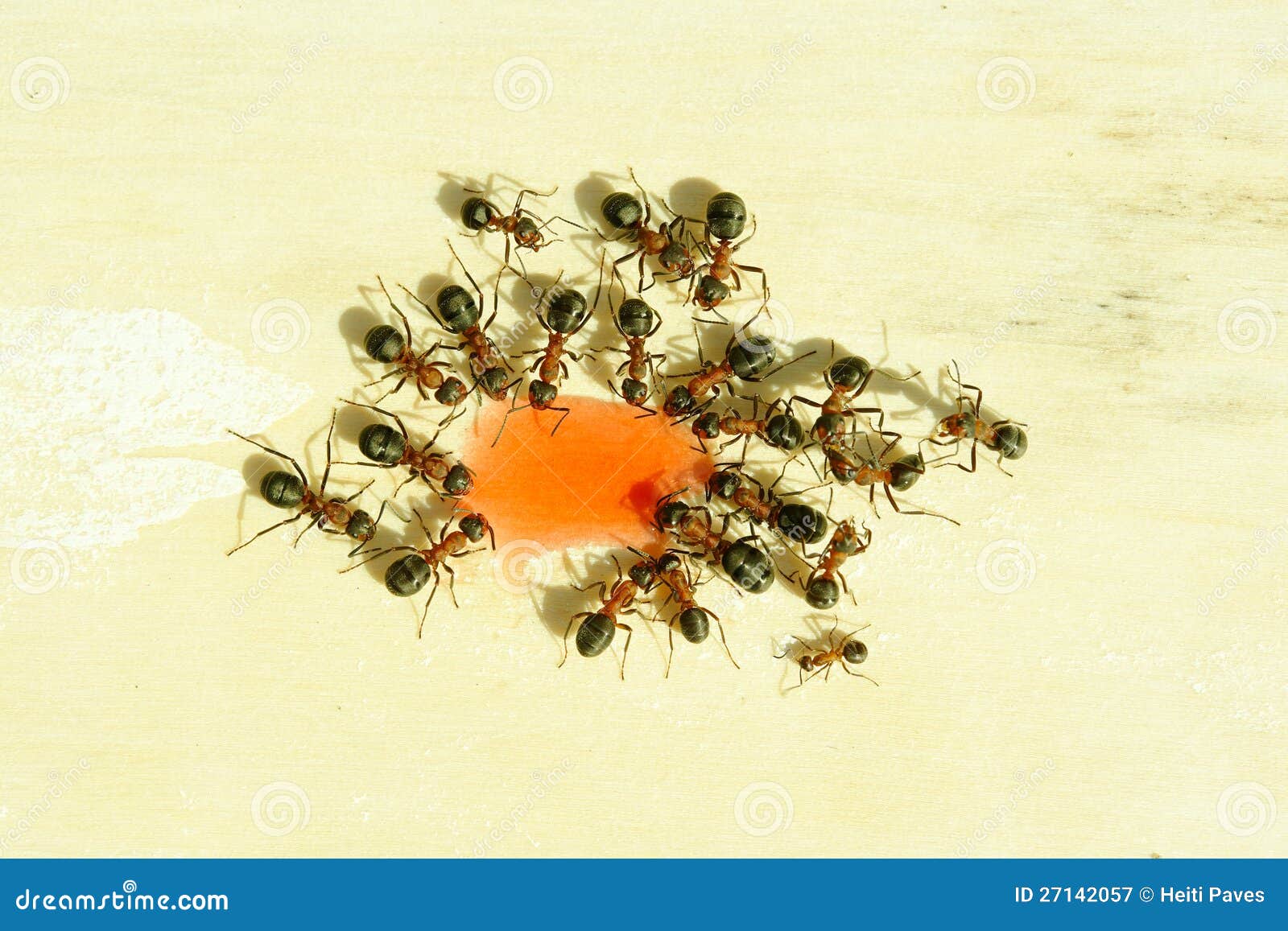 Ants stock image. Image of pollinator, nature, biology - 27142057