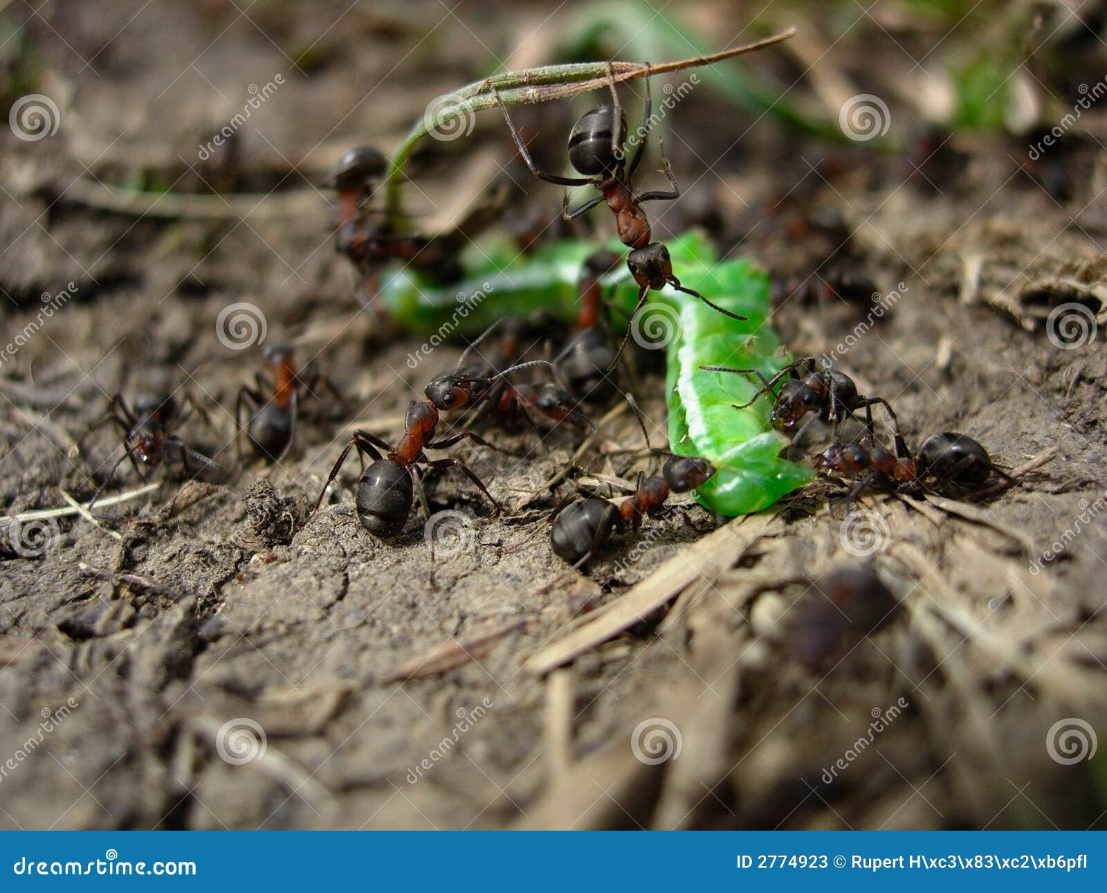 Ants stock image. Image of green, food, worms, nature - 2774923