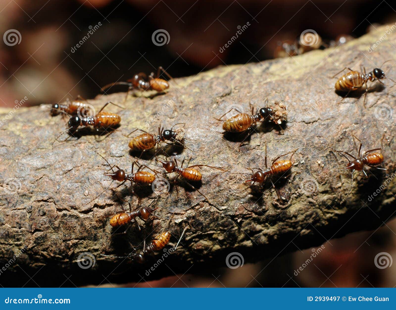 Ants stock image. Image of crowd, expose, closeup, insects - 2939497