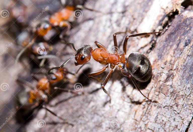 Ants stock photo. Image of family, team, insects, productive - 4686328