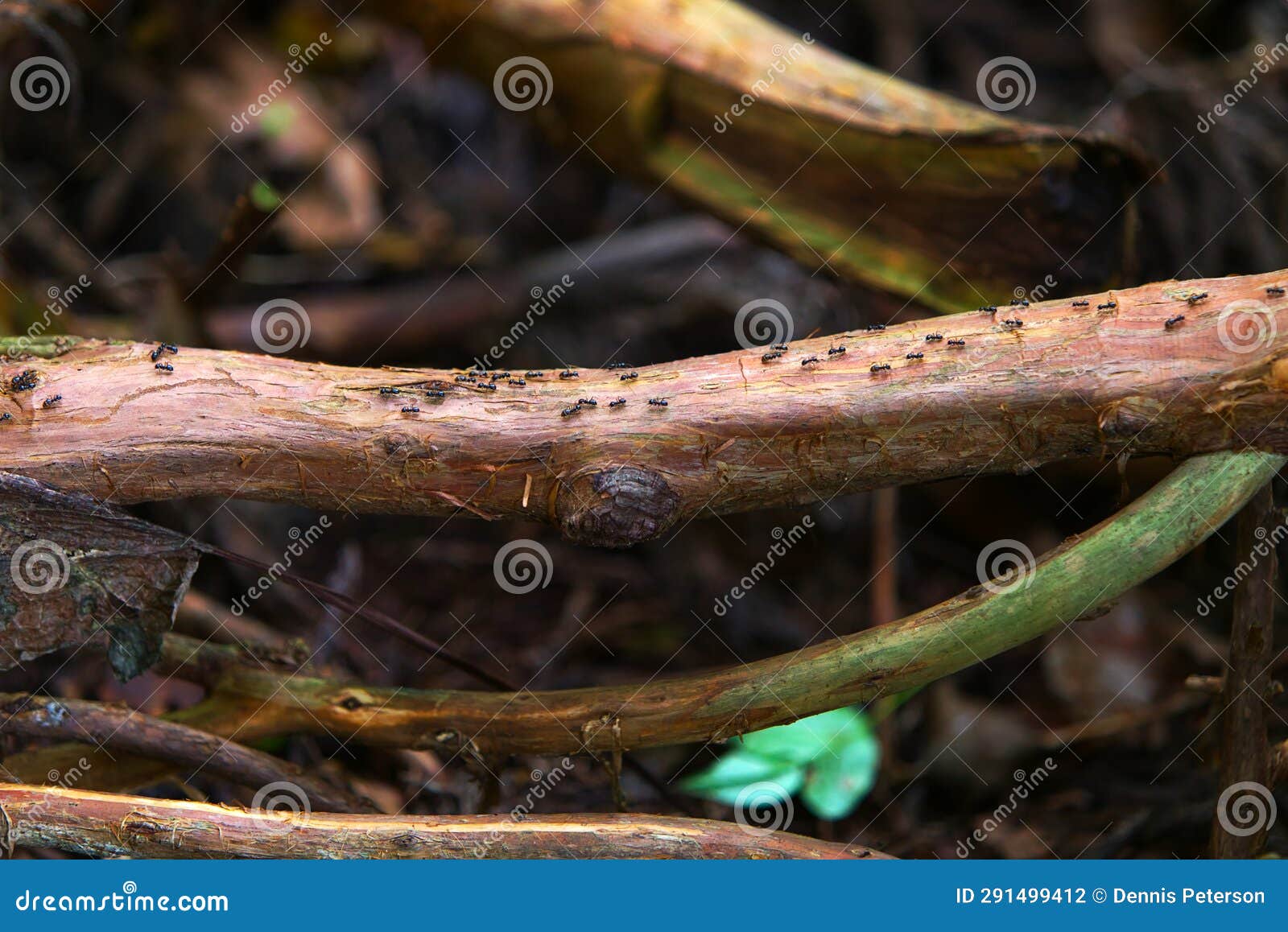 Ants Walking Across a Branch Stock Photo - Image of nature, walking ...