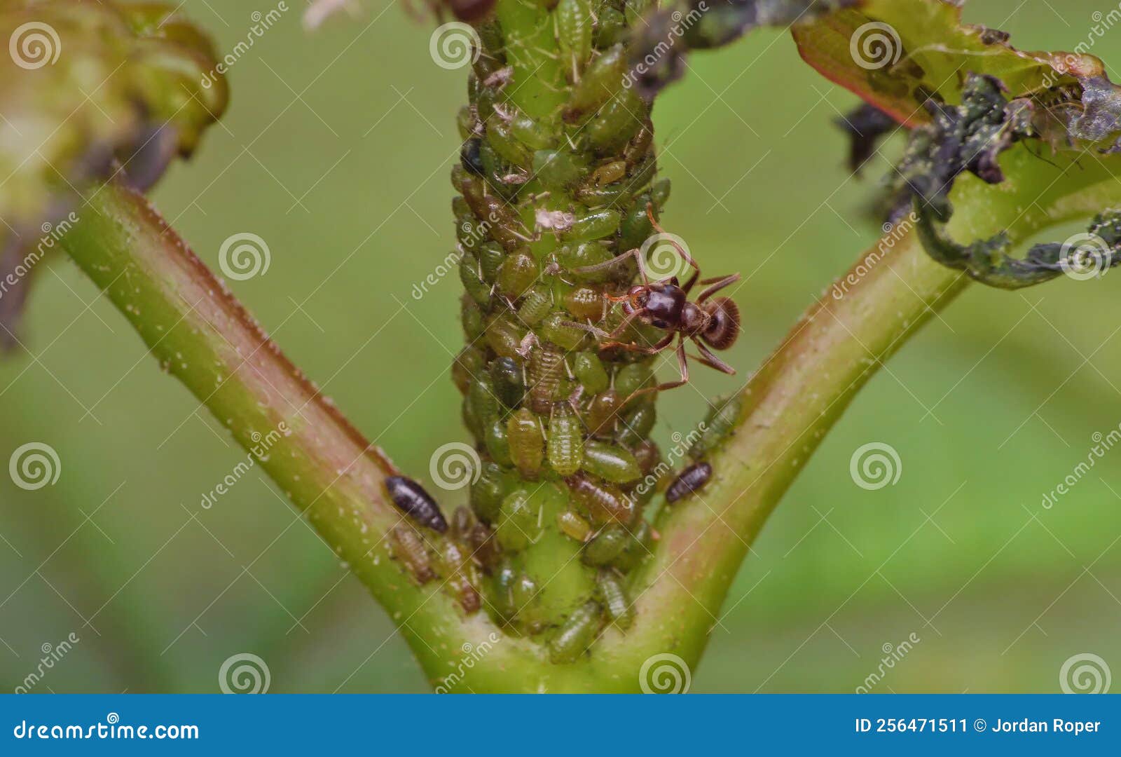 Ants ans aphids stock image. Image of detail, aphid - 256471511 Ants ans aphids stock image. Image of detail, aphid - 256471511