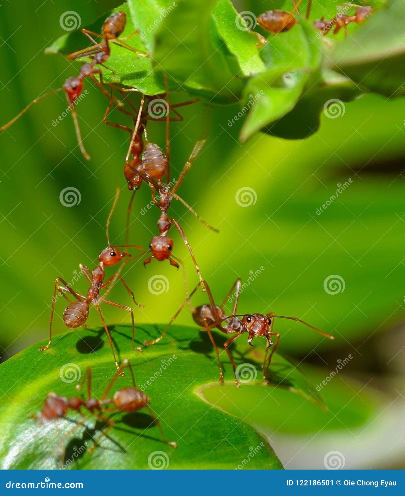 Ants stock image. Image of leaf, morning, help, ants - 122186501