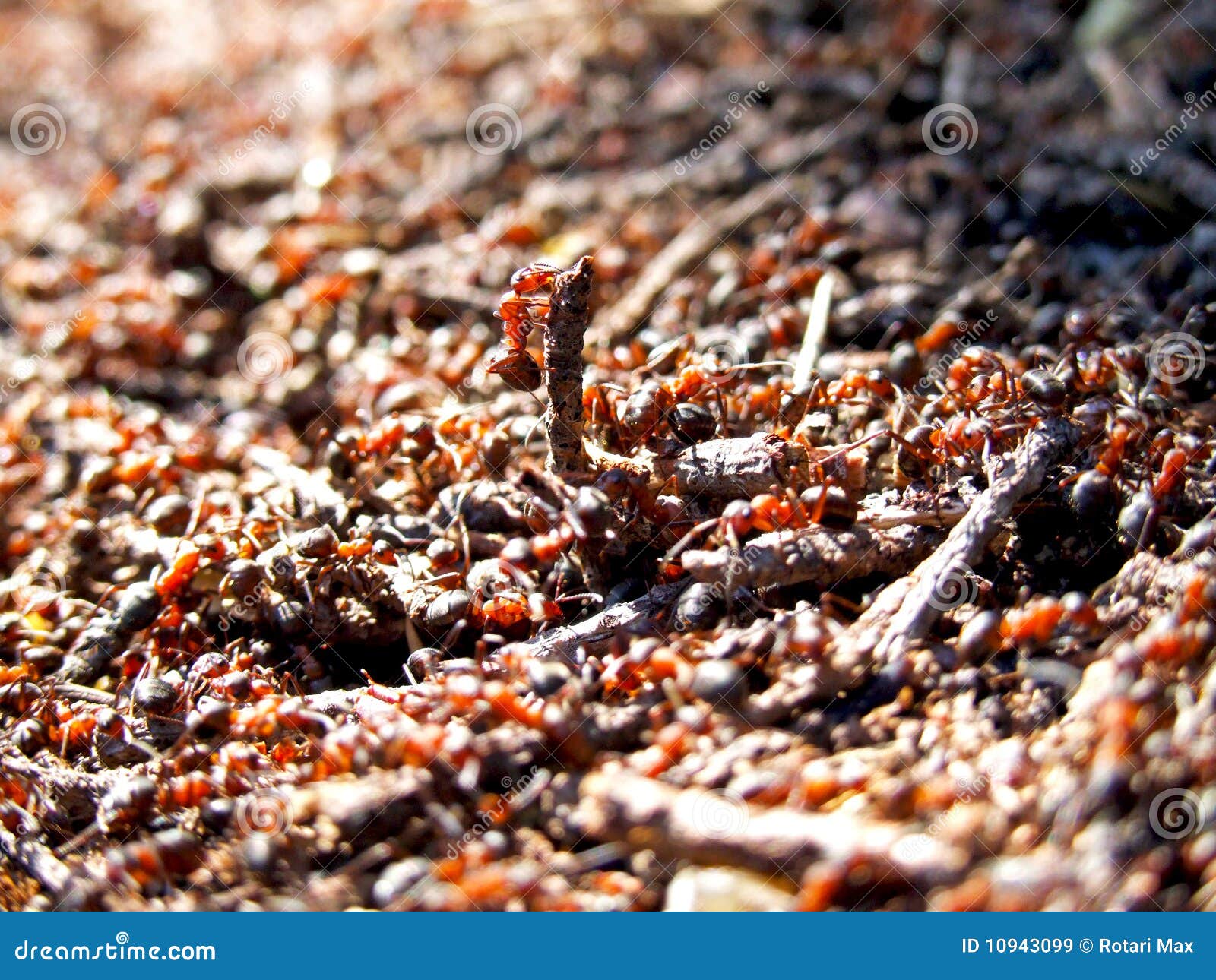 Ants in an anthill stock image. Image of anthill, animals - 10943099