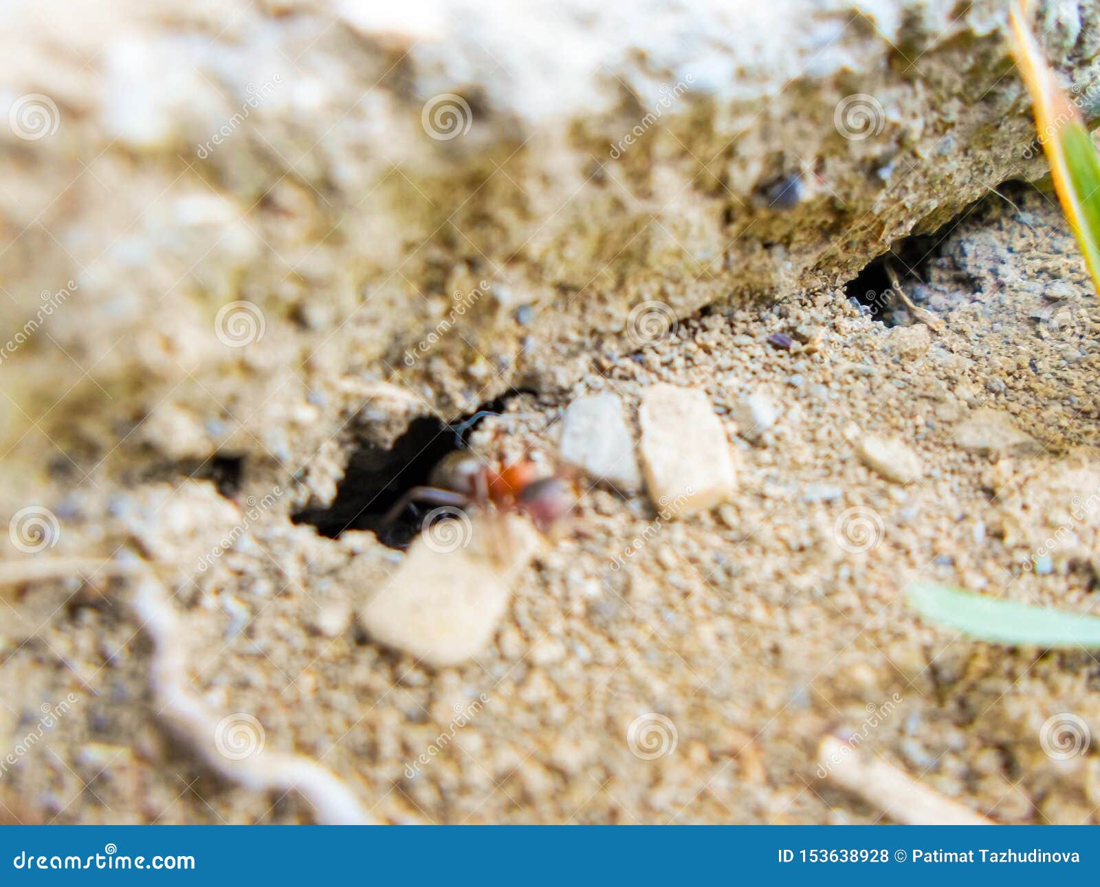 Ants and Anthill on the Ground Under the Stone Stock Photo - Image of ...