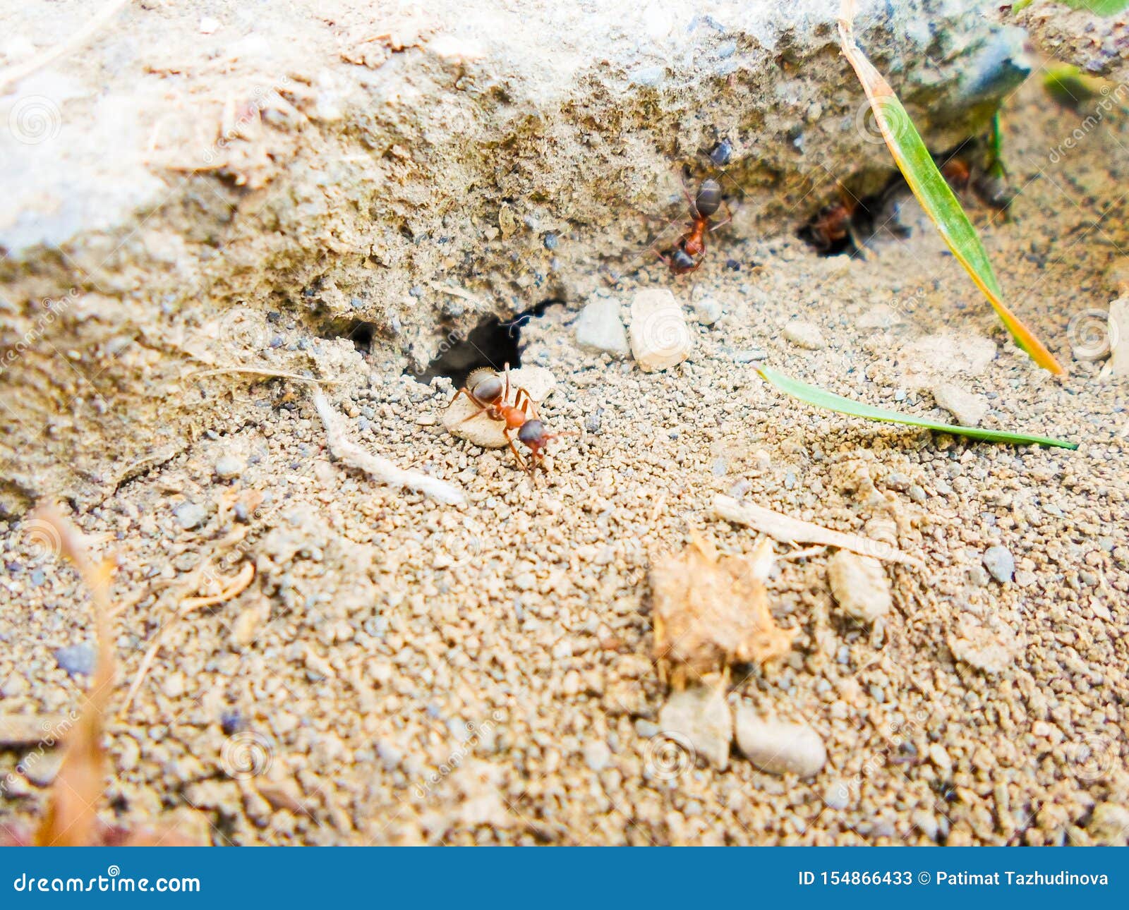 Ants and Anthill on the Ground Under the Stone Stock Image - Image of ...