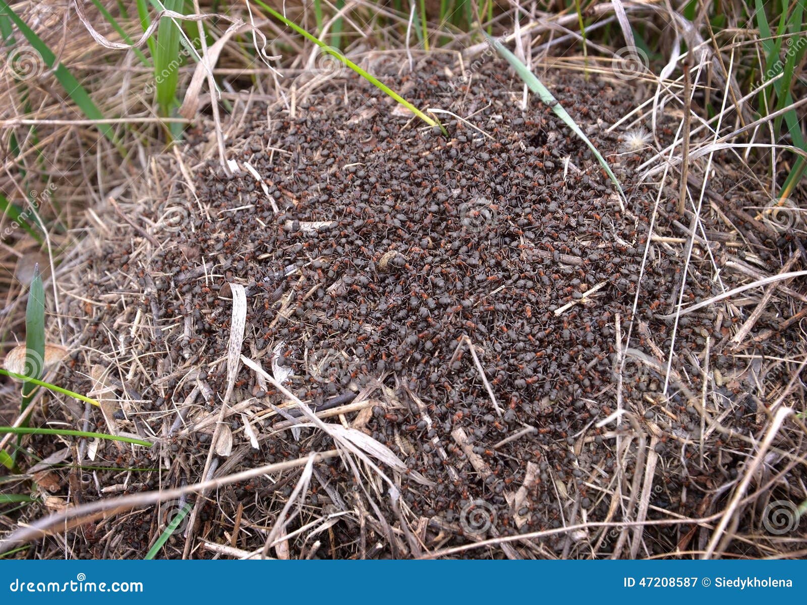 Big Red Ants In An Anthill In A Pine Forest Stock Image | CartoonDealer ...