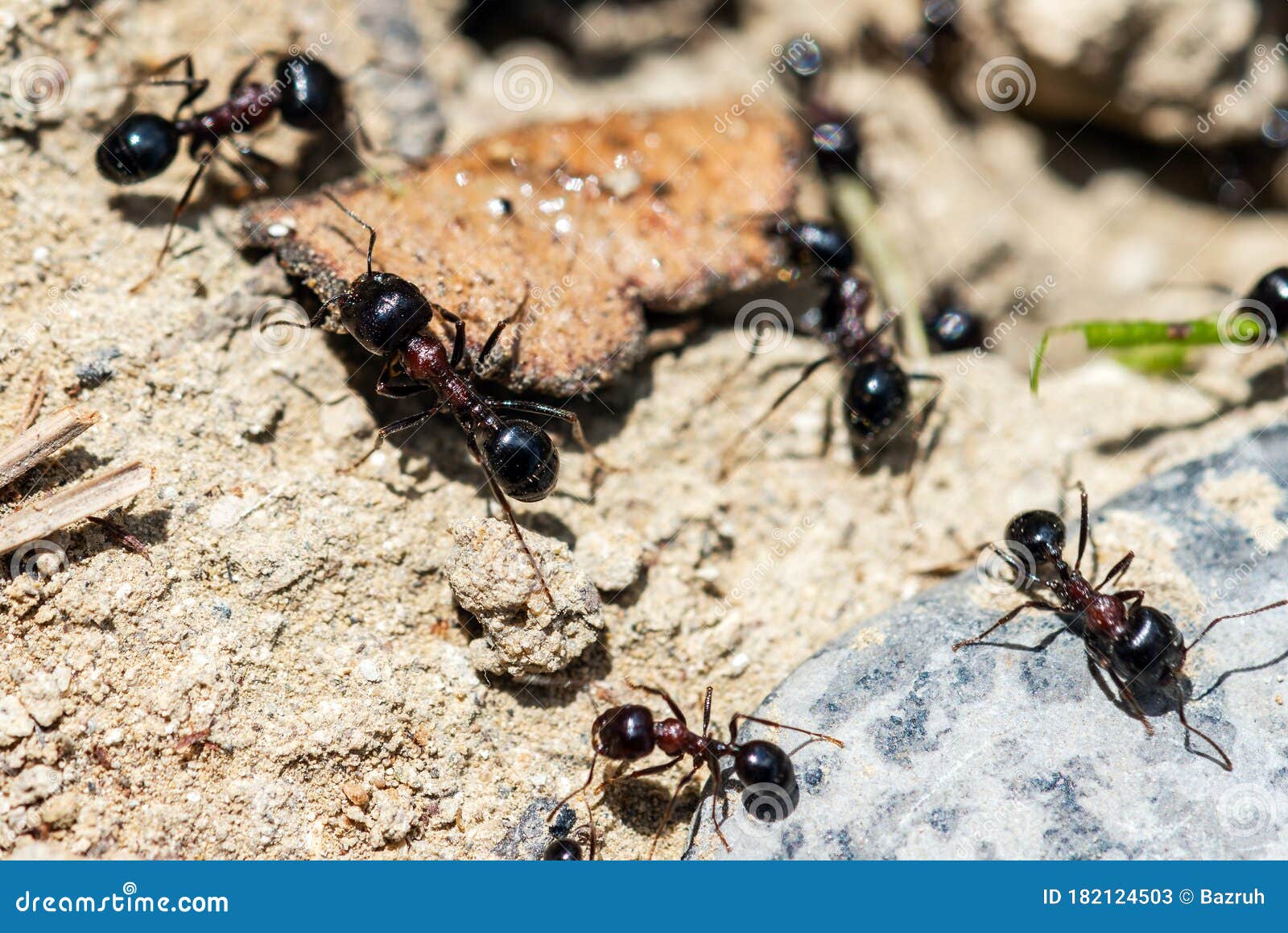 Ants by the Anthill at Work Stock Image - Image of family, beautiful ...