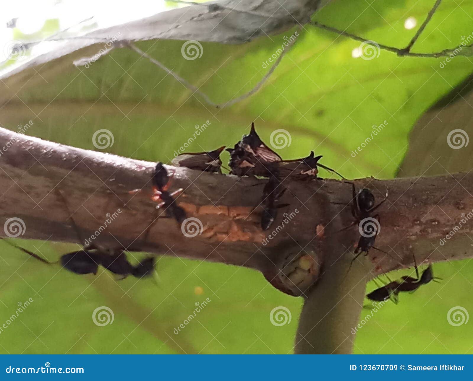 Ants stock image. Image of natural, beautiful, insects - 123670709