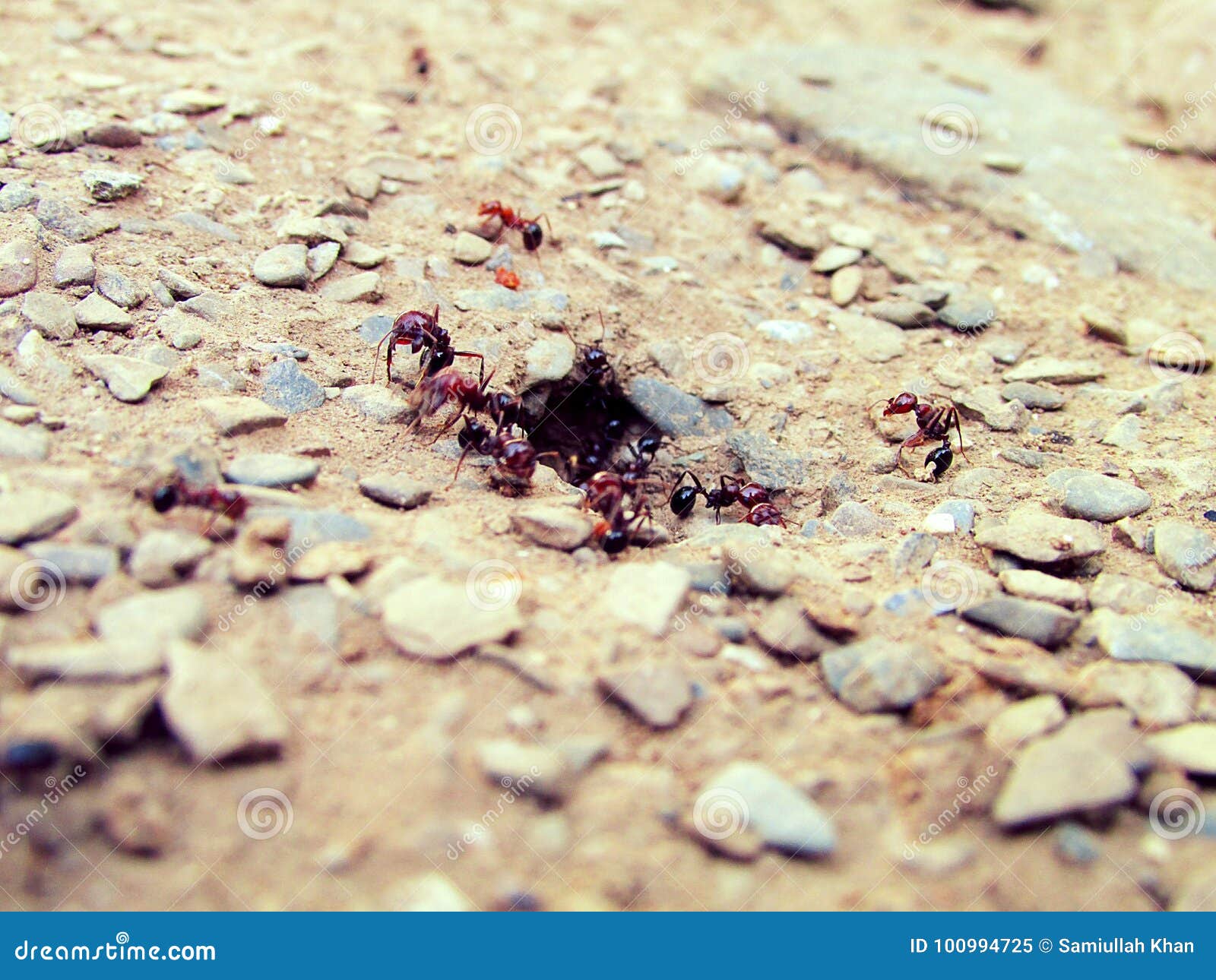 Ants stock image. Image of food, ants, home, nature - 100994725