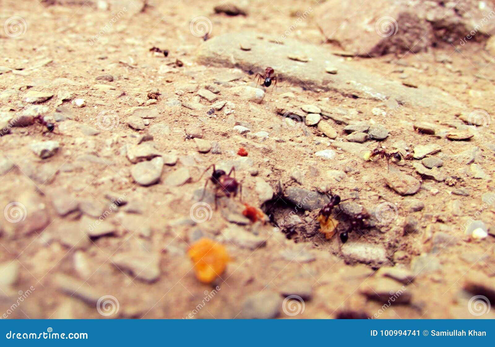 Ants stock image. Image of home, pest, soil, food, storing - 100994741