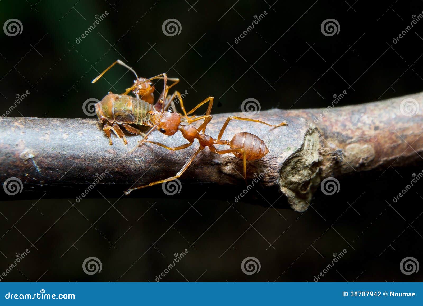 Red Ants And Aphids On Leaf Royalty-Free Stock Image | CartoonDealer ...