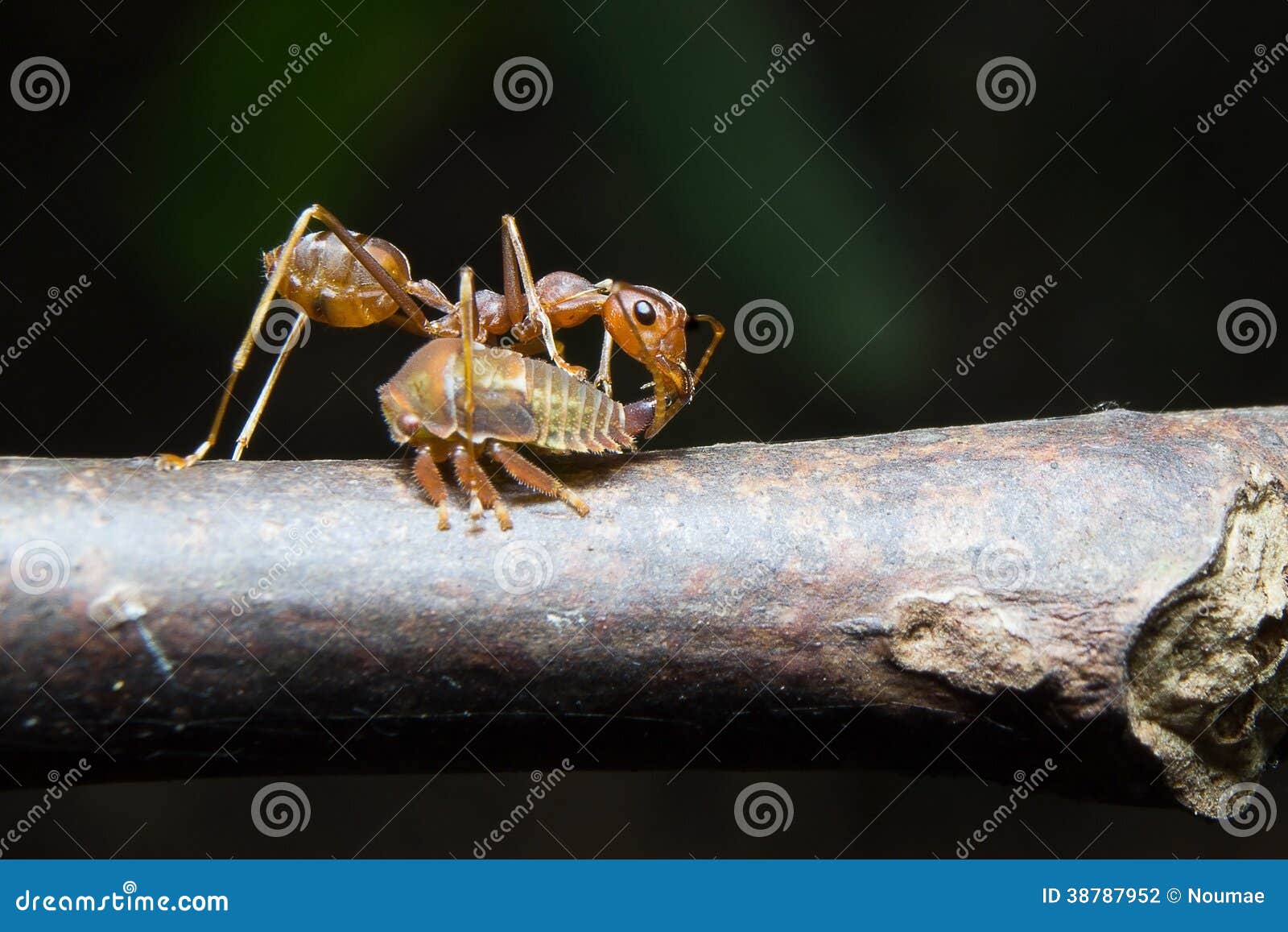 Red Ants And Aphids On Leaf Royalty-Free Stock Image | CartoonDealer ...