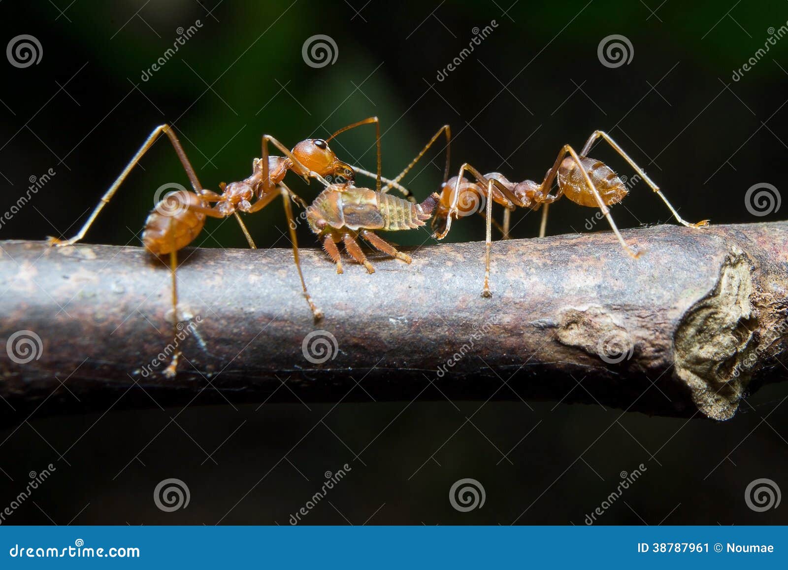 Ants aphids. Close up. stock image. Image of bound, fangs - 38787961