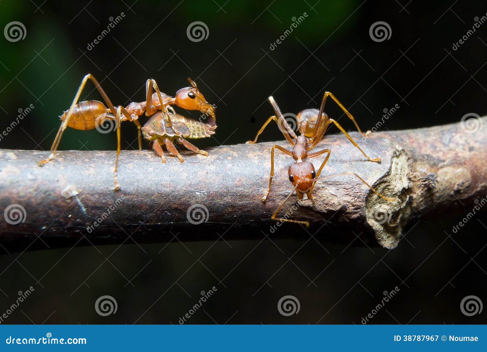 Red Ants And Aphids On Leaf Royalty-Free Stock Image | CartoonDealer ...