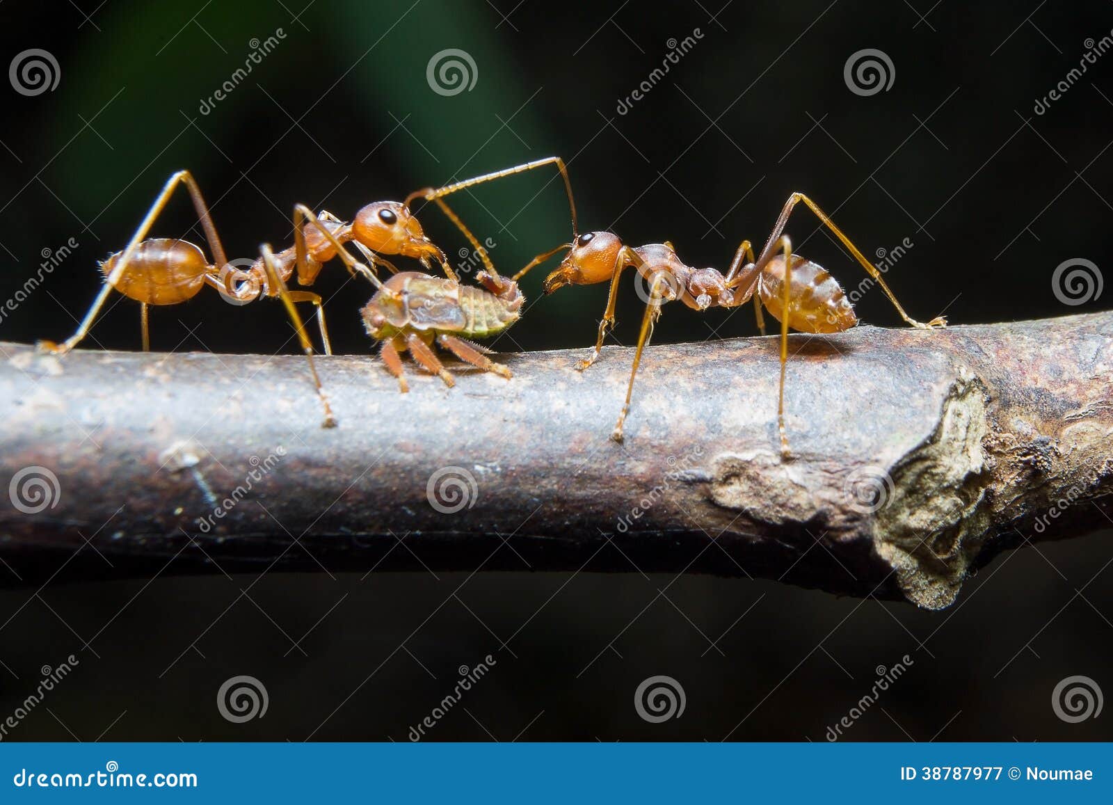 Red Ants And Aphids On Leaf Royalty-Free Stock Image | CartoonDealer ...