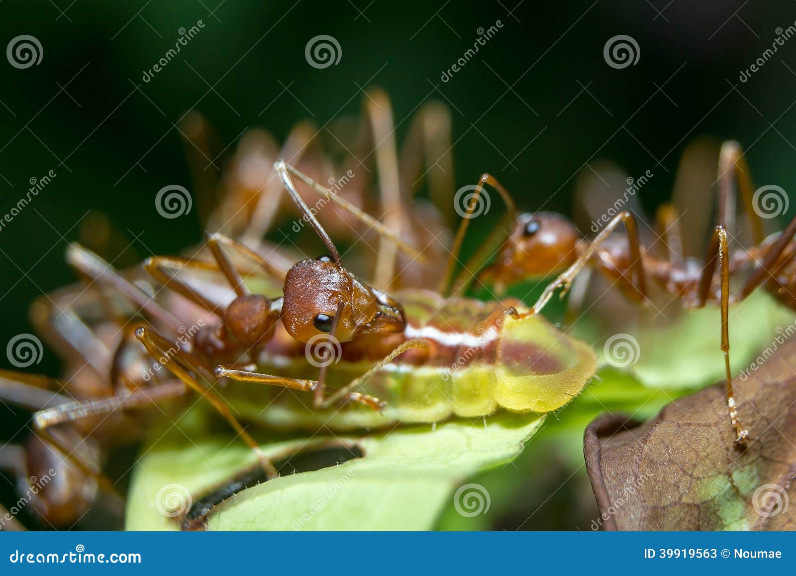 Red Ants And Aphids On Leaf Royalty-Free Stock Image | CartoonDealer ...