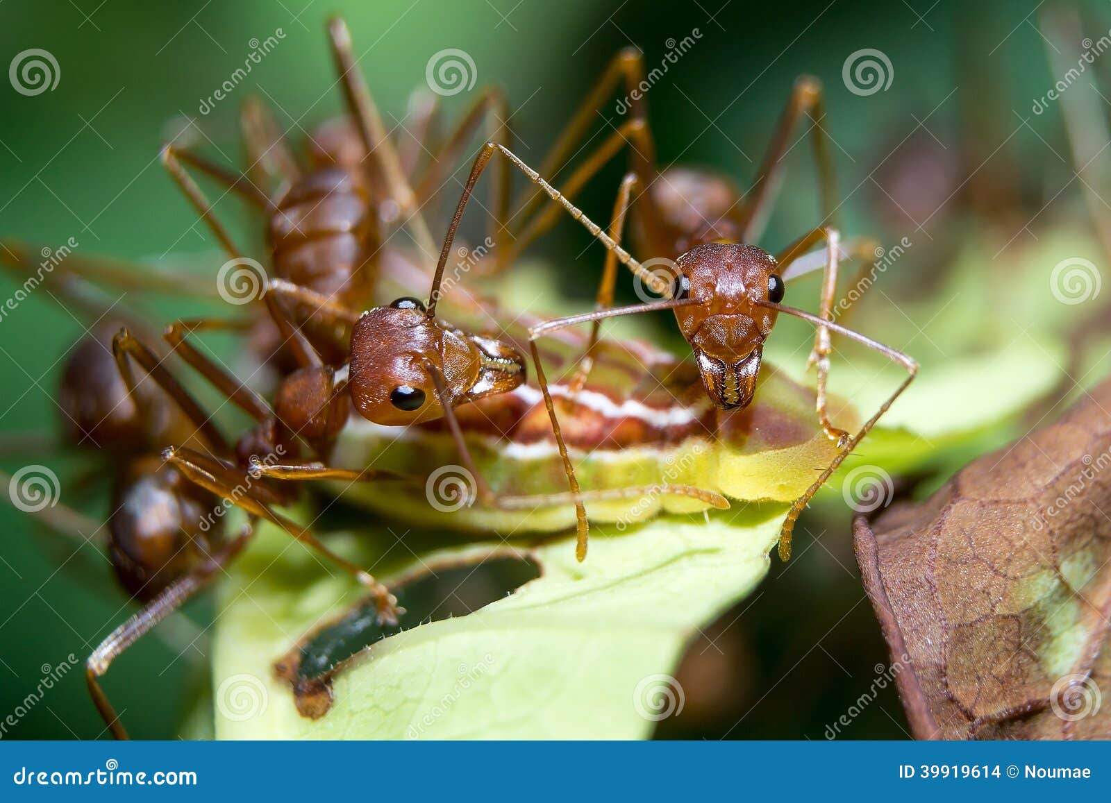 Red Ants And Aphids On Leaf Royalty-Free Stock Image | CartoonDealer ...