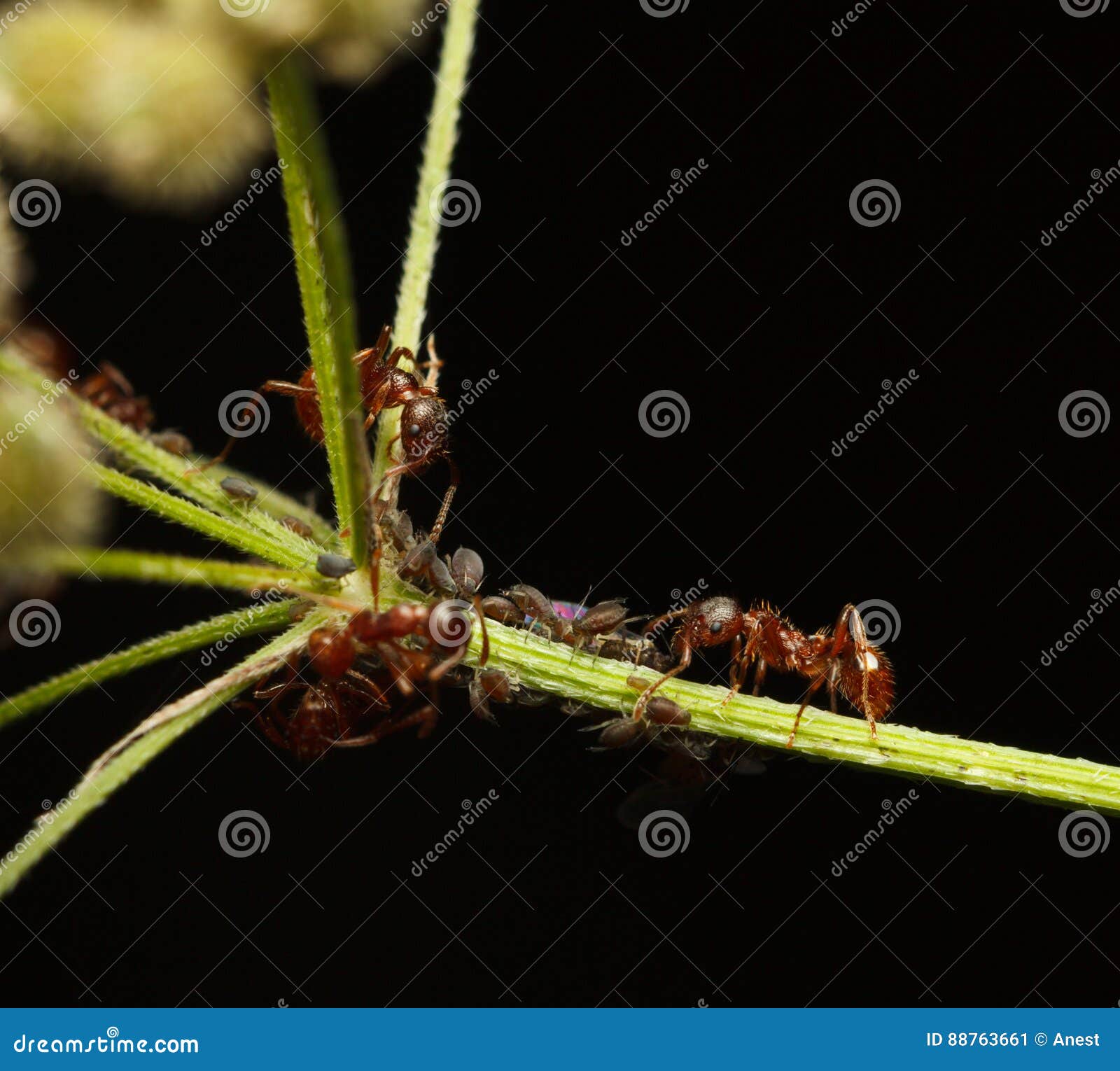 Ants and Aphids Cooperation Stock Image - Image of macro, animal: 88763661