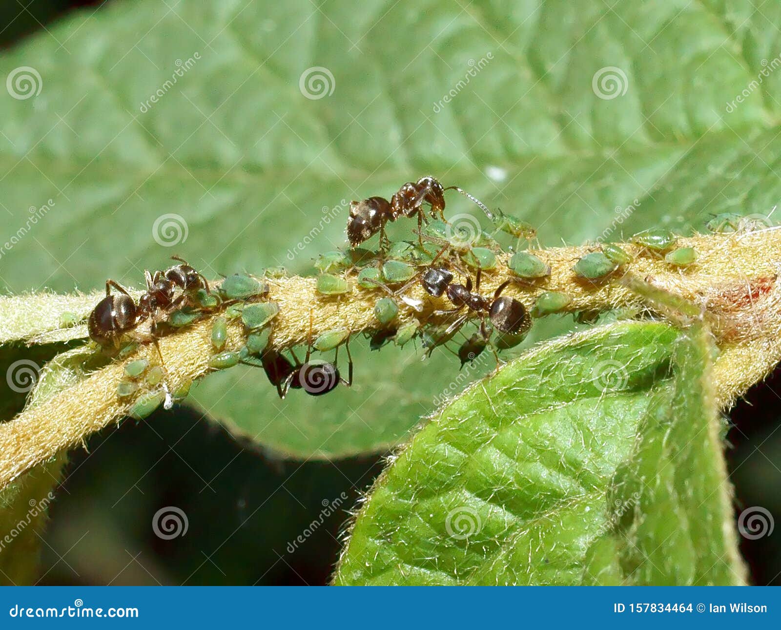 Ants and Aphids stock photo. Image of garden, food, ants - 157834464