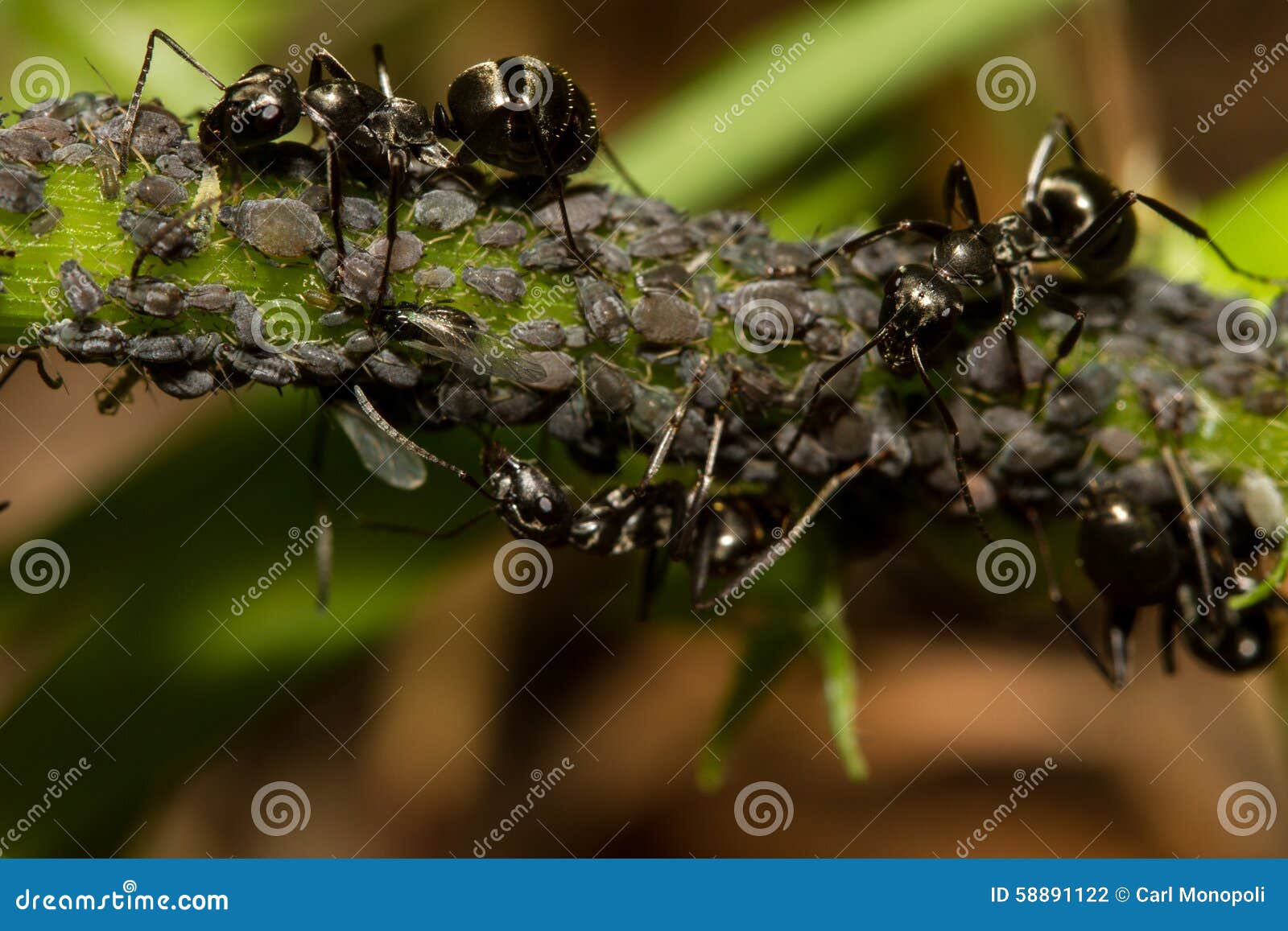 Hundreds Of Gray Wild Aphids On A Plant At Varandha Ghats Pune ...