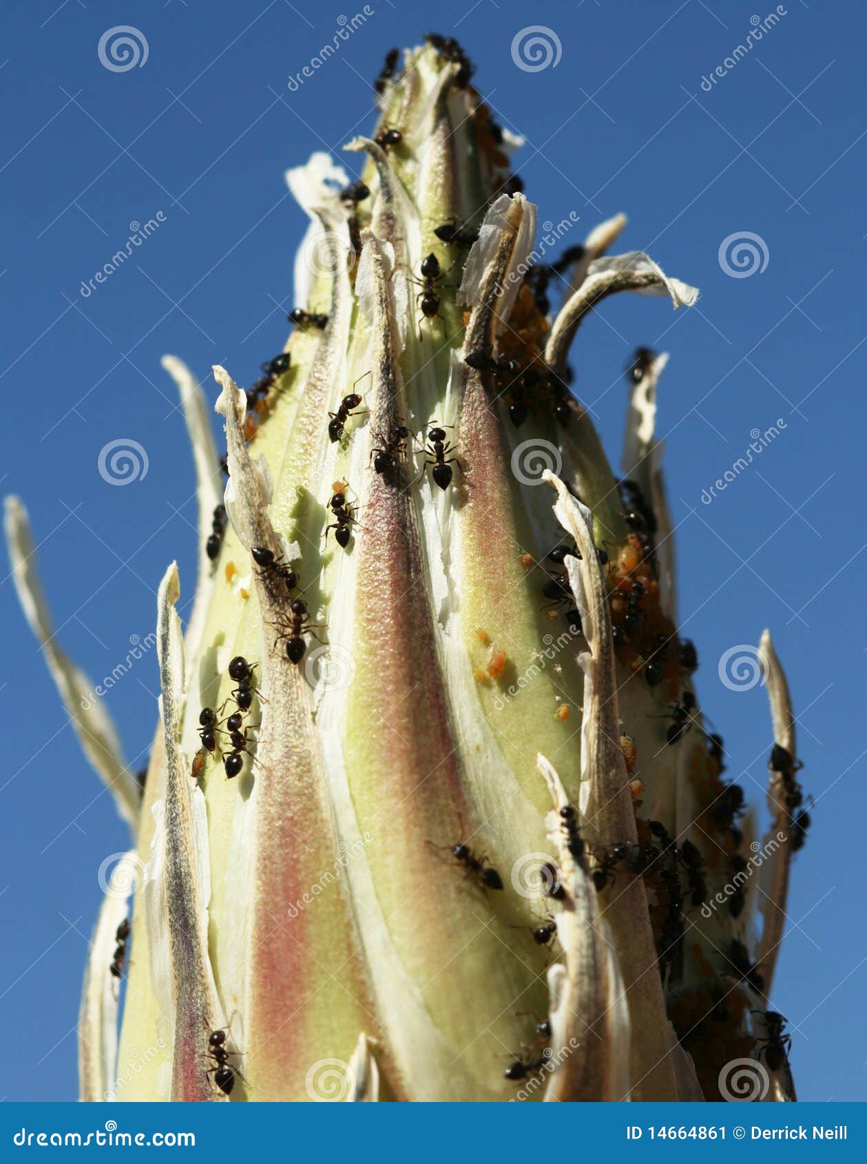Ants, Aphids and Mites on a Yucca Stock Image - Image of aphididae ...
