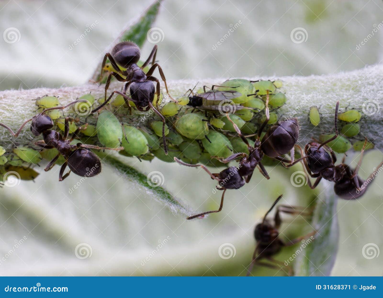 Ants and aphids stock image. Image of closeup, close - 31628371