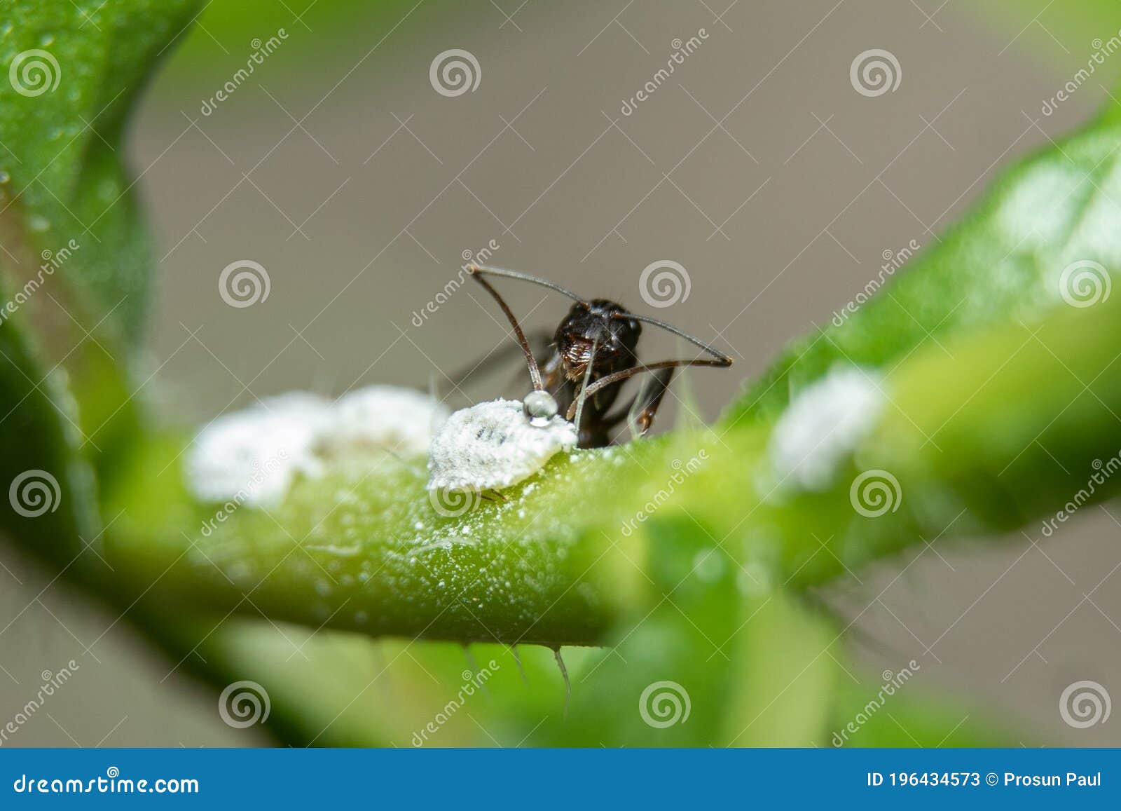 Close-up Of Mealybugs Pseudococcidae On Leaves Of A European Hornbeam ...